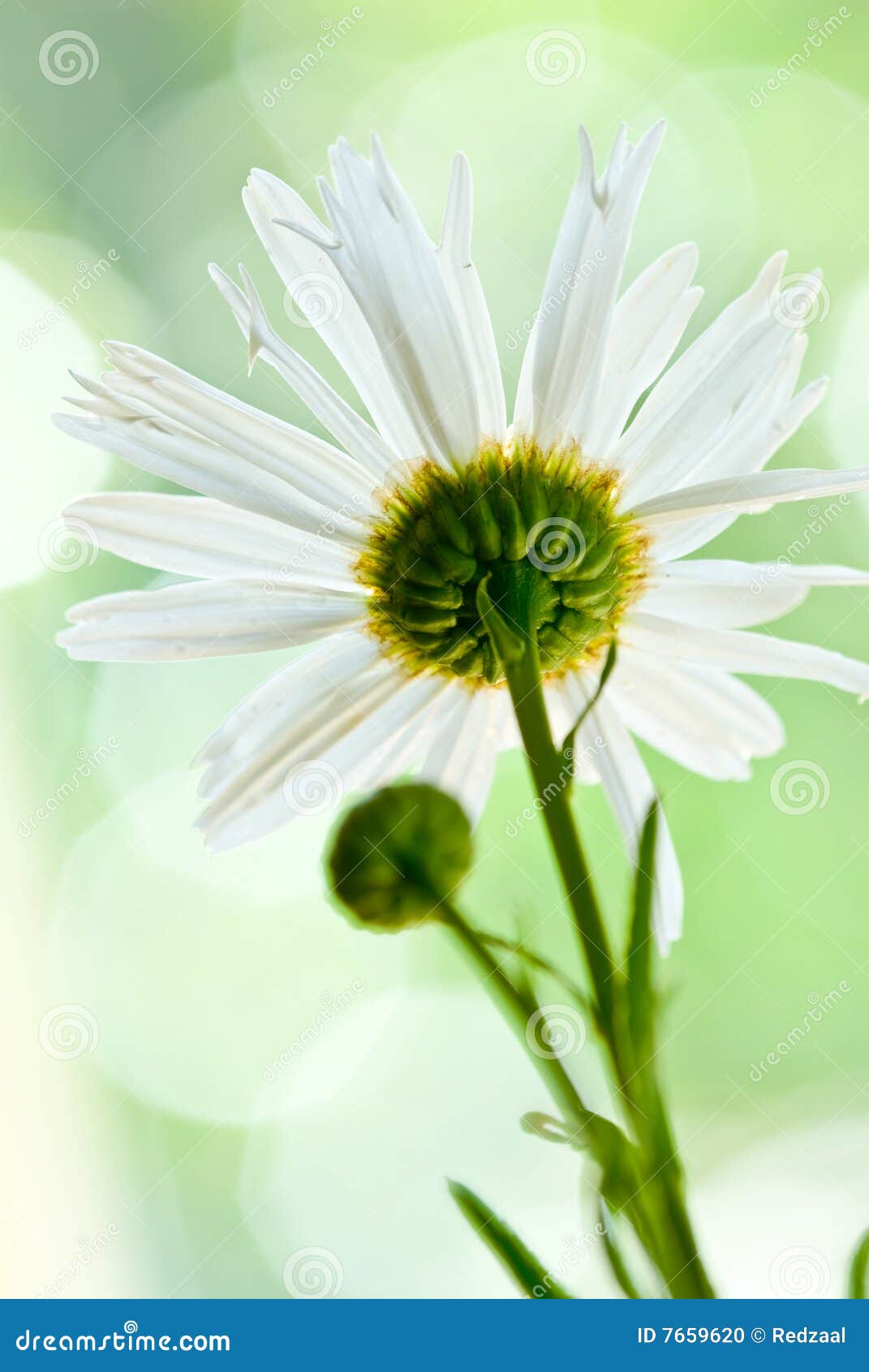 Daisy with Green Background Stock Photo - Image of organic, daisy: 7659620