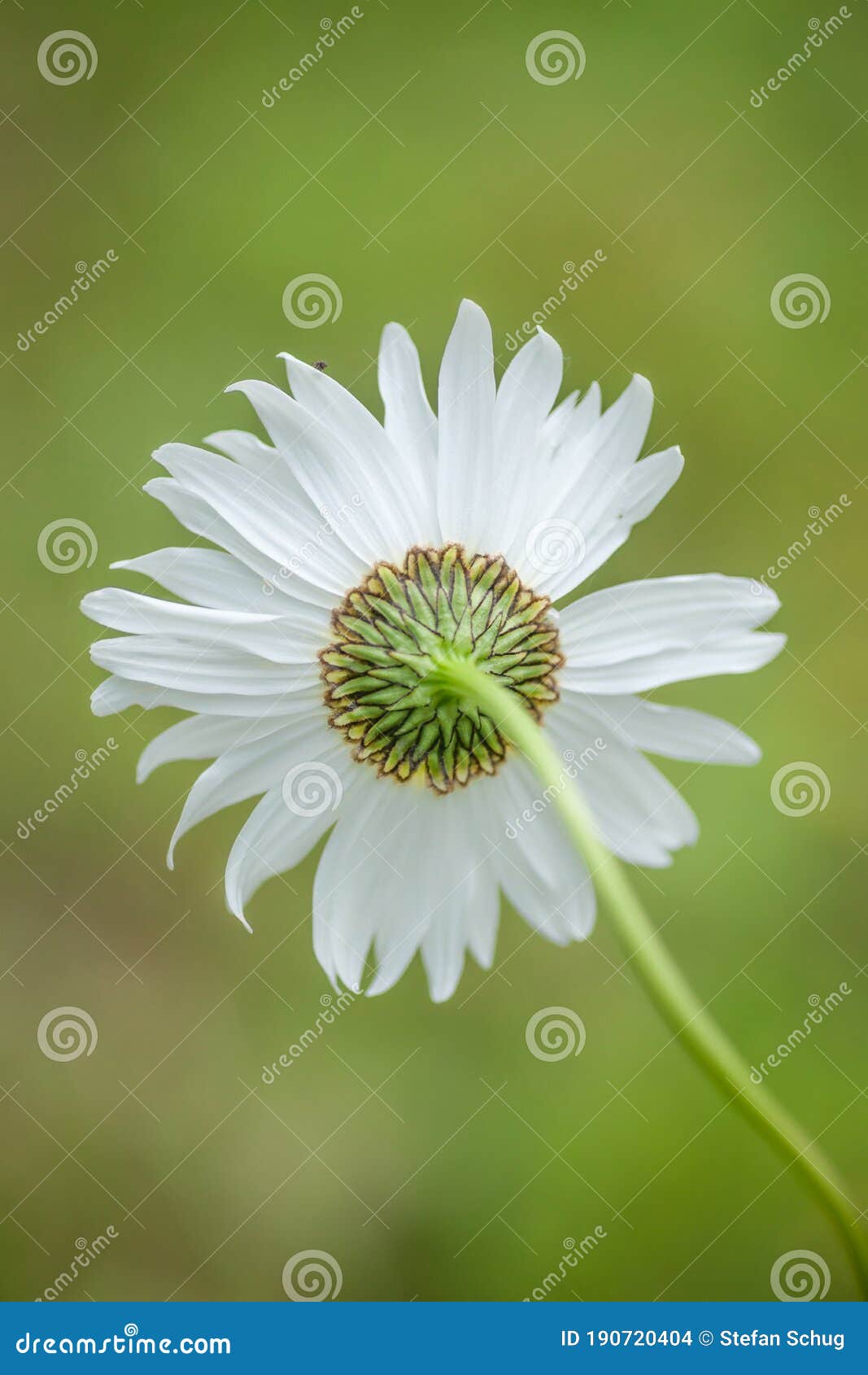 Daisy on Green - Backside of the Bloom Stock Photo - Image of flora ...