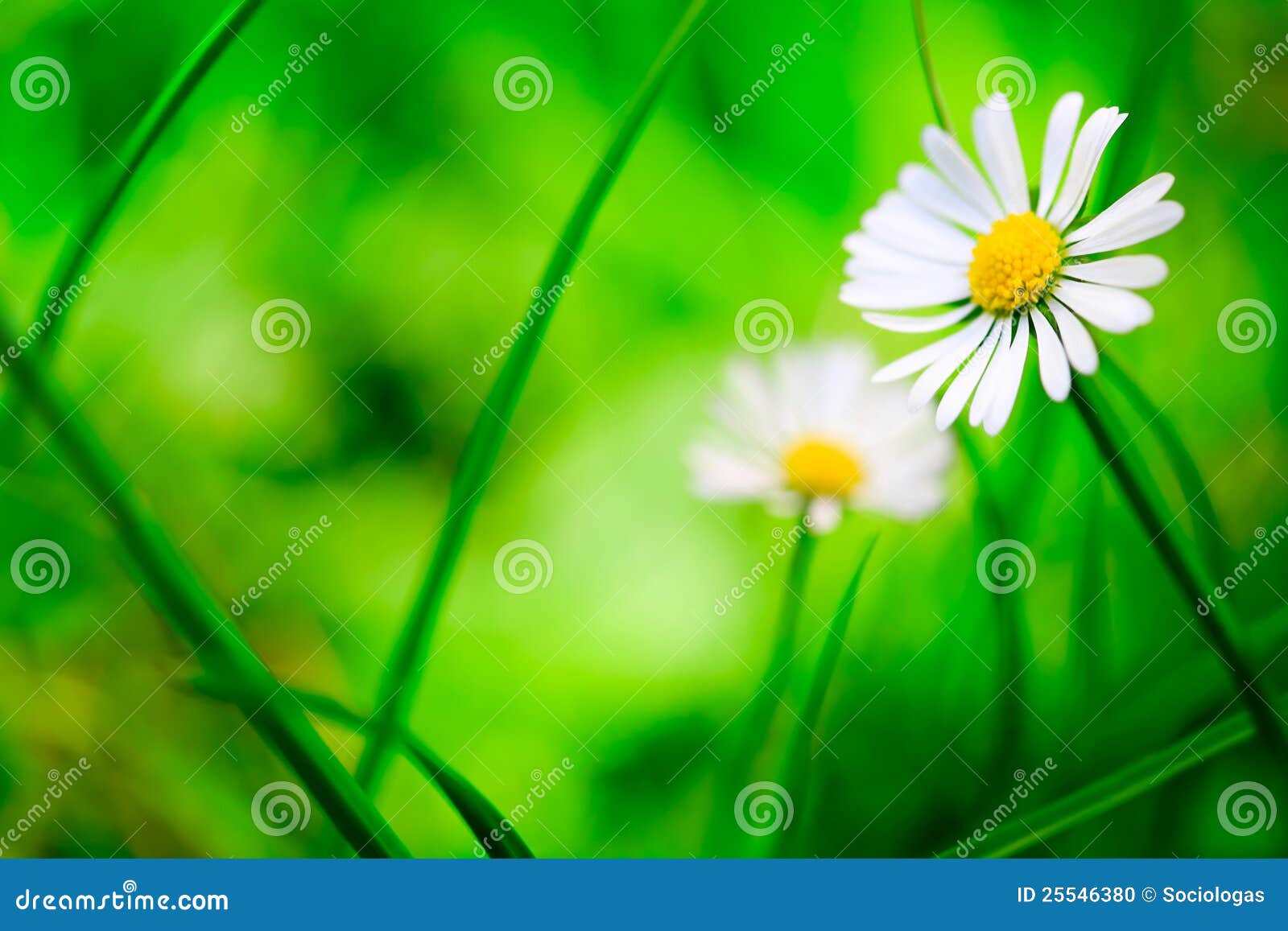 Daisy with Green Grass Background Stock Photo - Image of nature, daisy ...