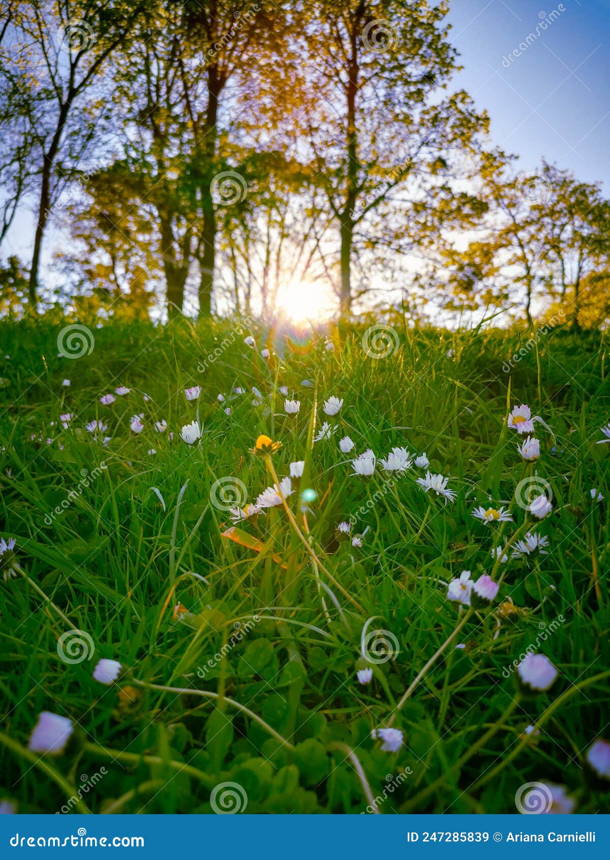 Daisy greenery sunset stock image. Image of green, flower - 247285839