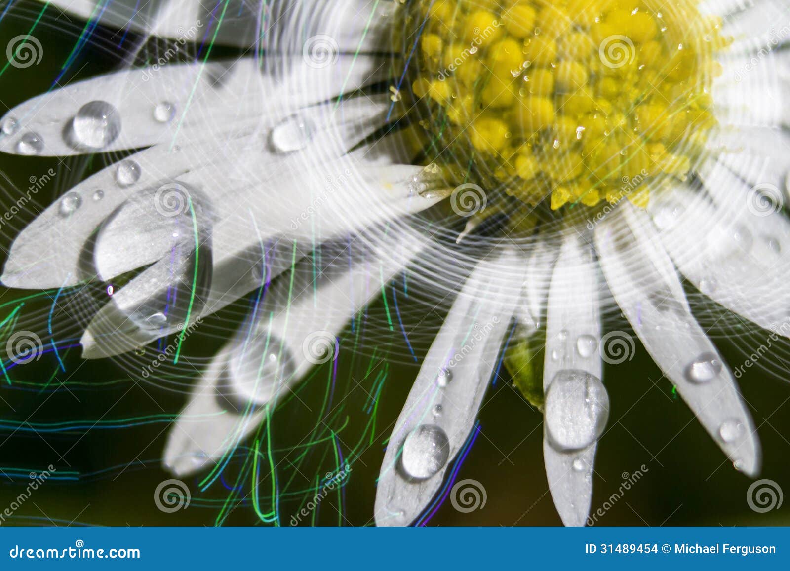 Daisy Halo stock photo. Image of droplet, plantlife, life - 31489454
