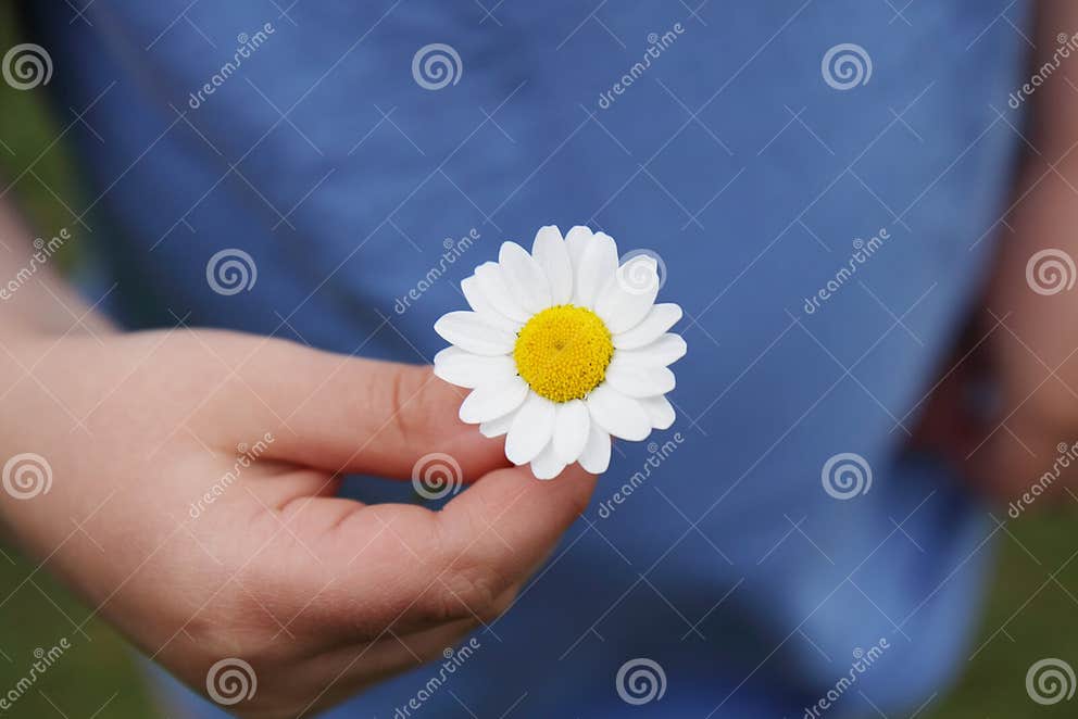 Daisy in hand. stock image. Image of spring, outdoor, petals - 6778711