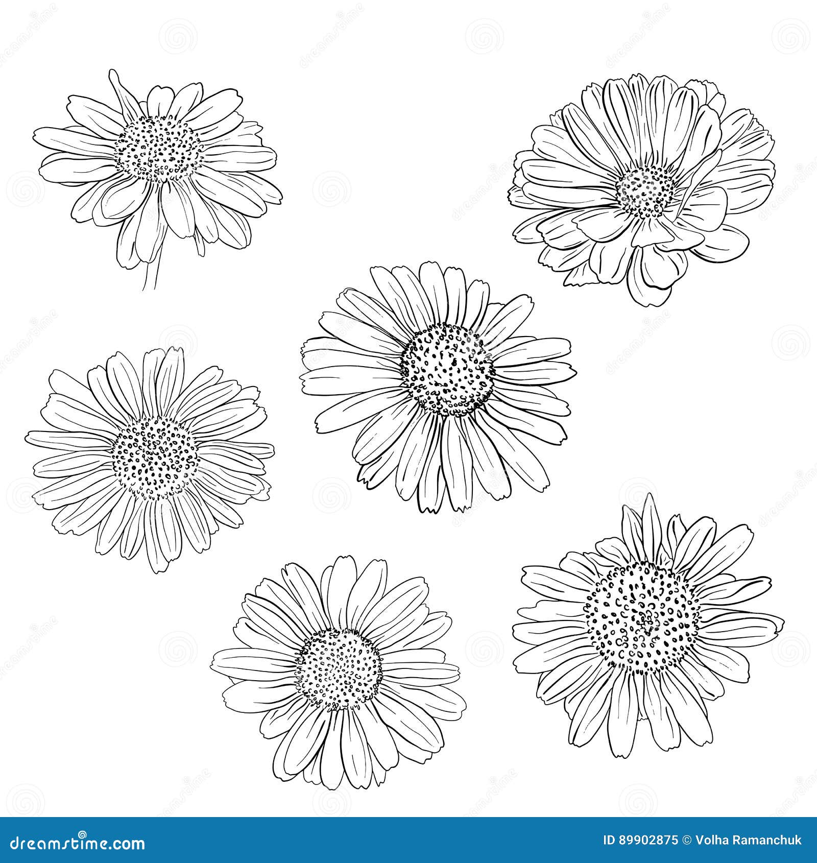Daisy Hand Drawn Sketches Set. Stock Illustration - Illustration of ...