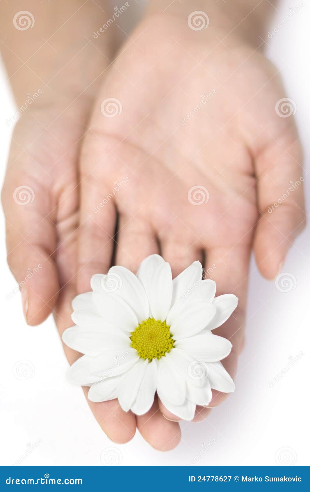 Daisy in hands stock image. Image of flowers, pure, holding - 24778627