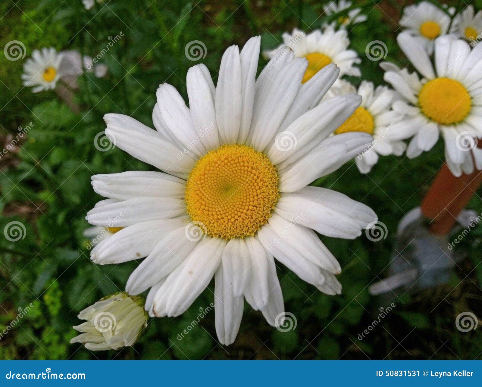 Daisy HD stock image. Image of beautiful, soft, daisy - 50831531