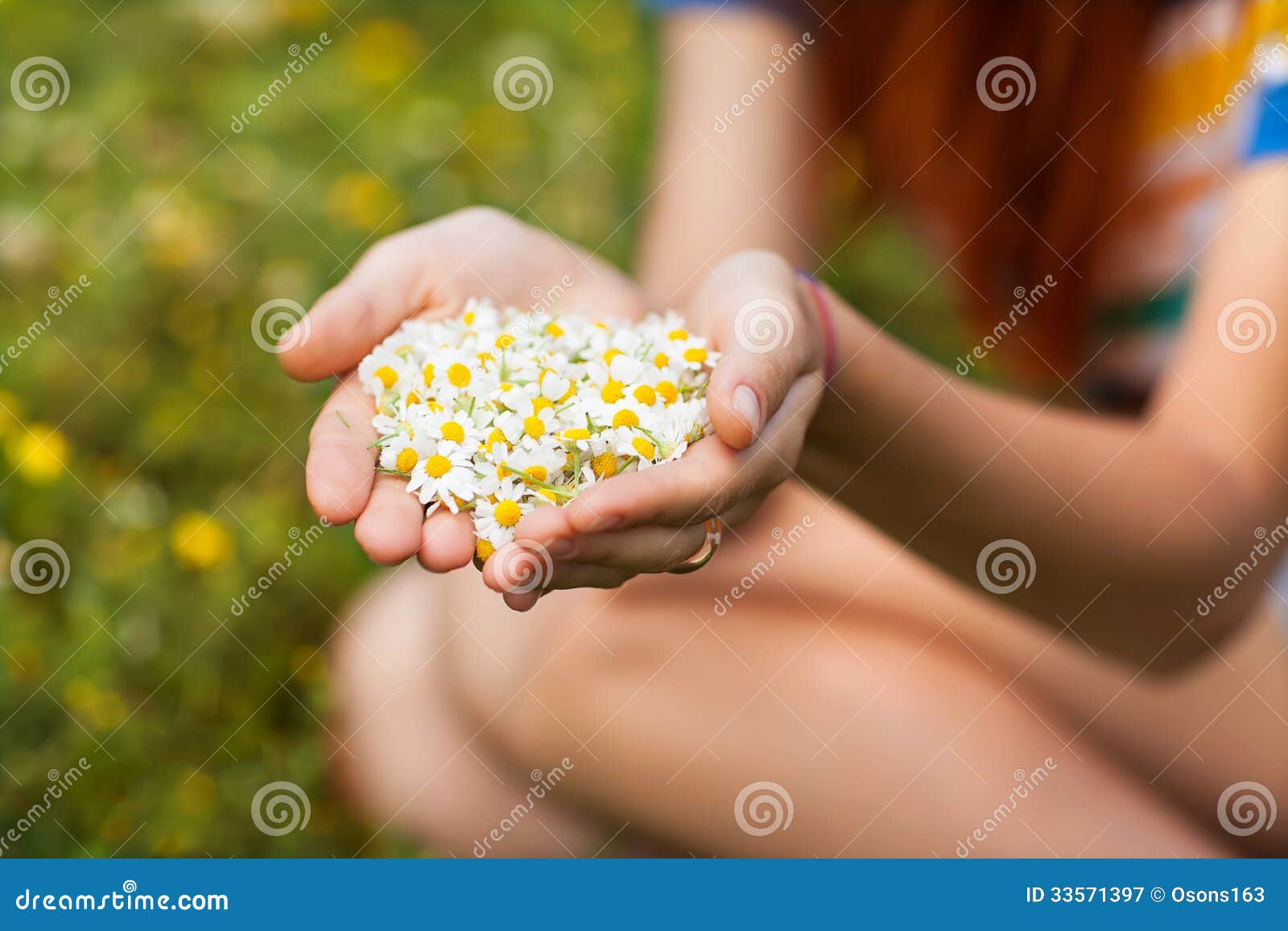 Girl Holding Daisy His Hand Photos - Free & Royalty-Free Stock Photos ...