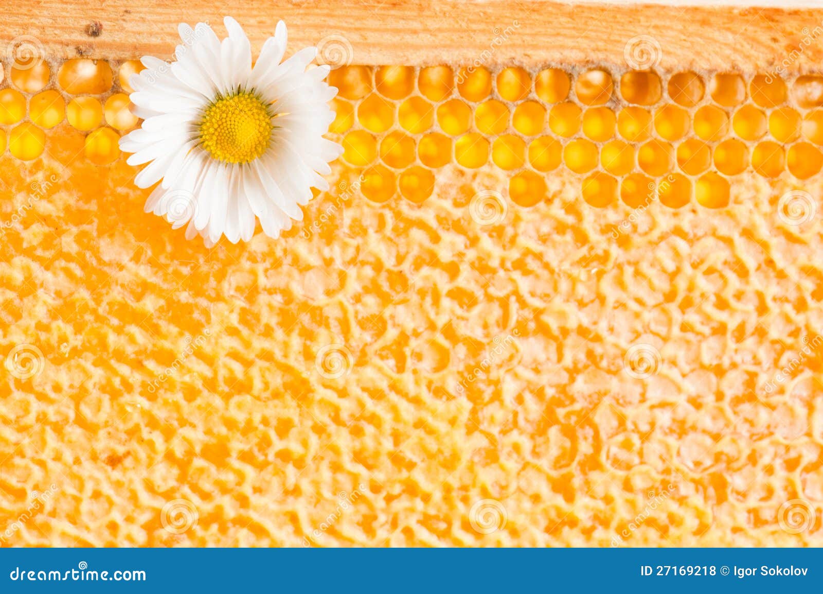 Daisy Shape Cell Stock Photos - Free & Royalty-Free Stock Photos from ...