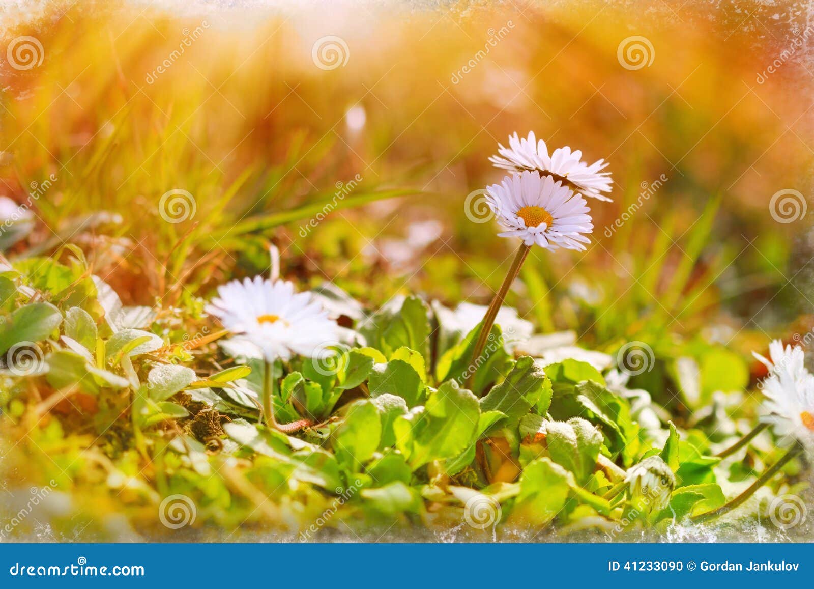 Daisy Illuminated with Morning Sun Rays Stock Photo - Image of april ...