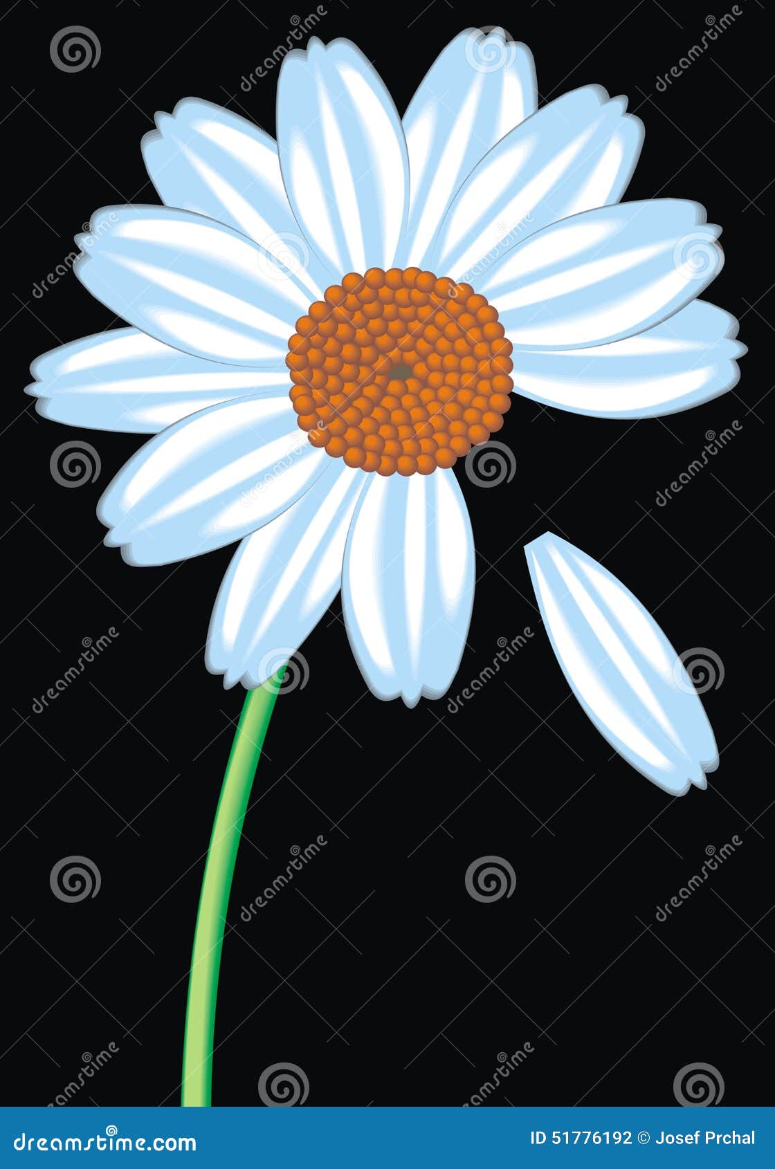 Daisy Isolated on the Black Background Stock Vector - Illustration of ...