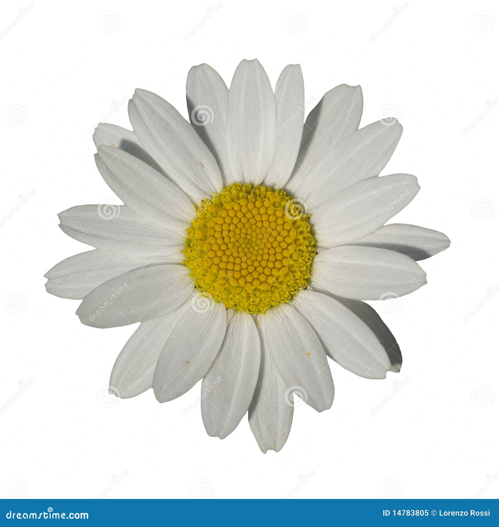 Daisy isolated on white stock image. Image of spring - 14783805
