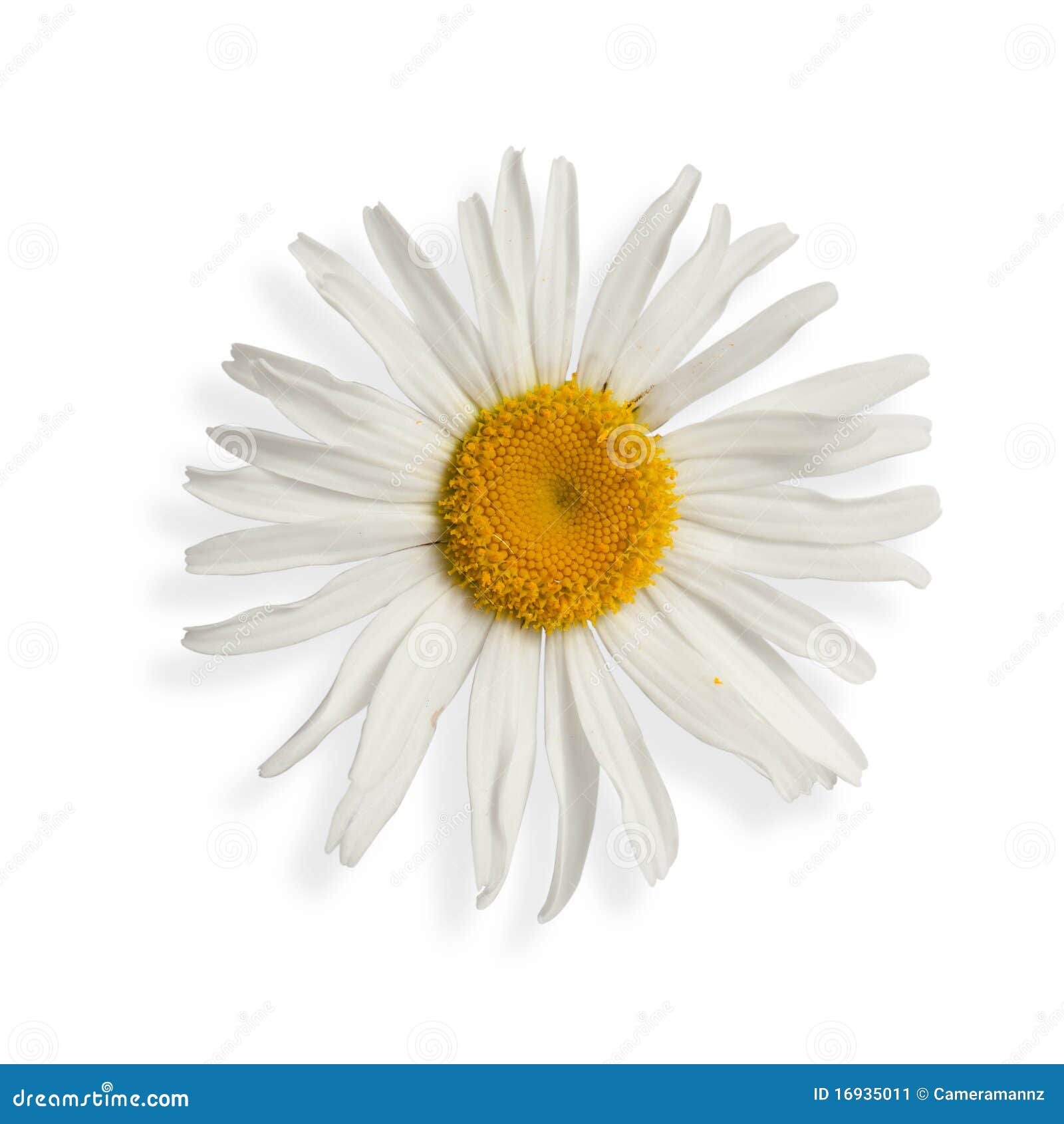 Daisy isolated on white stock image. Image of botany - 16935011