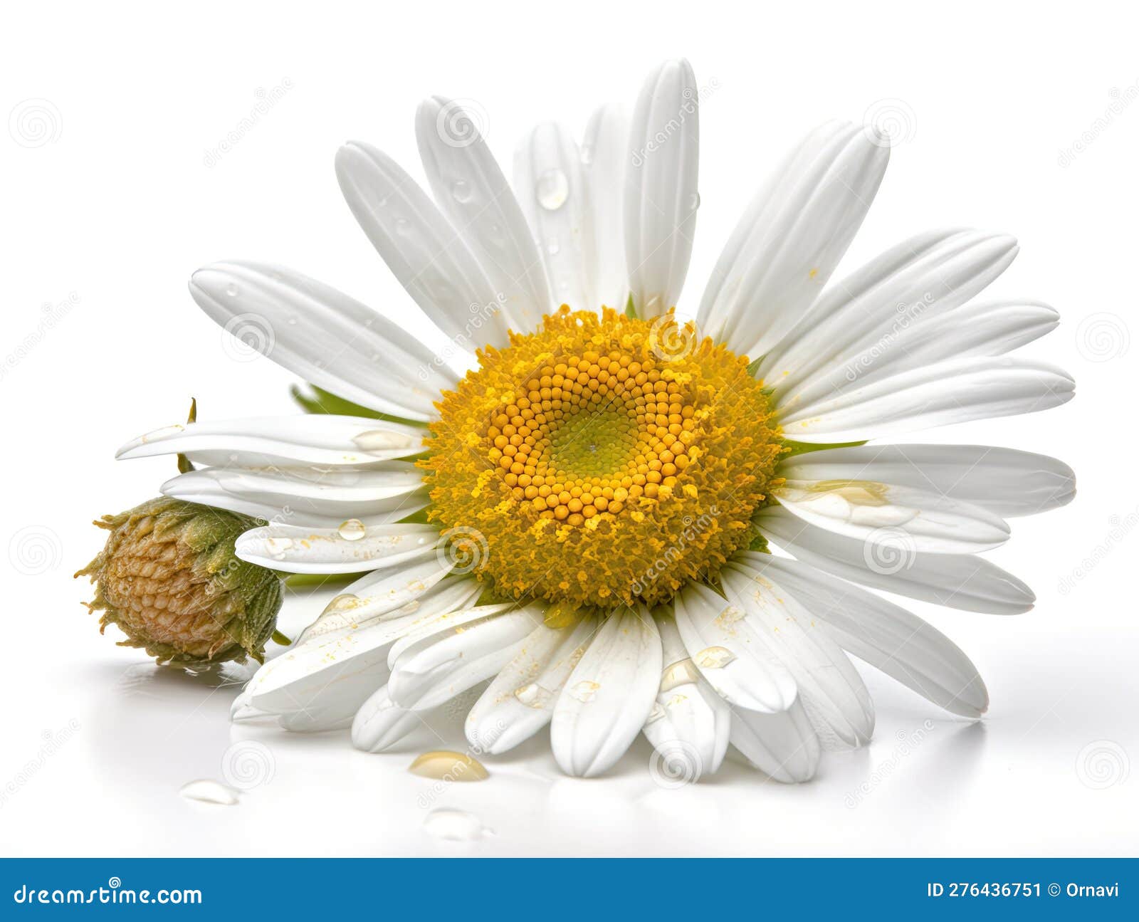 Daisy Isolated on White Background Stock Illustration - Illustration of ...
