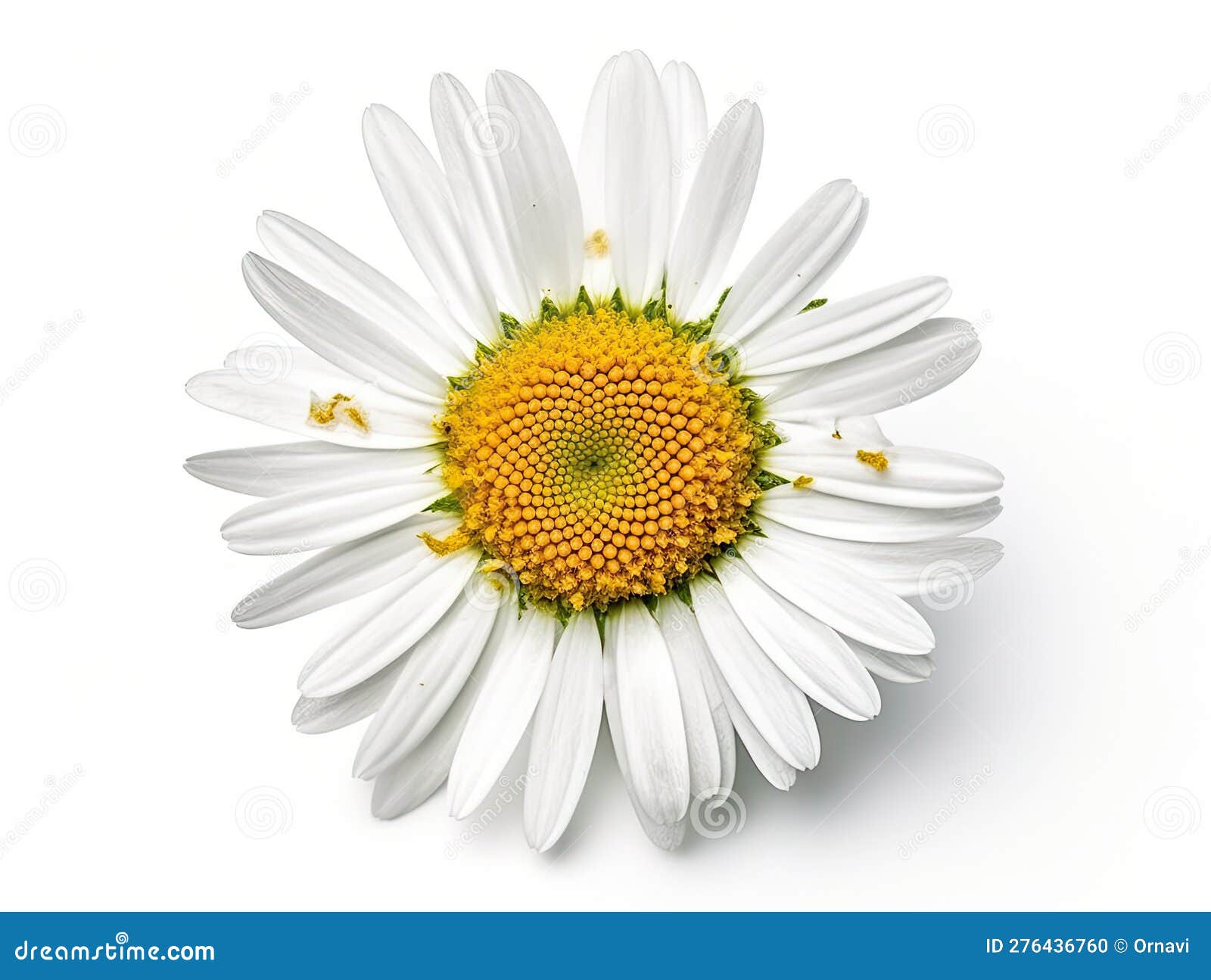 Daisy Isolated on White Background Stock Illustration - Illustration of ...