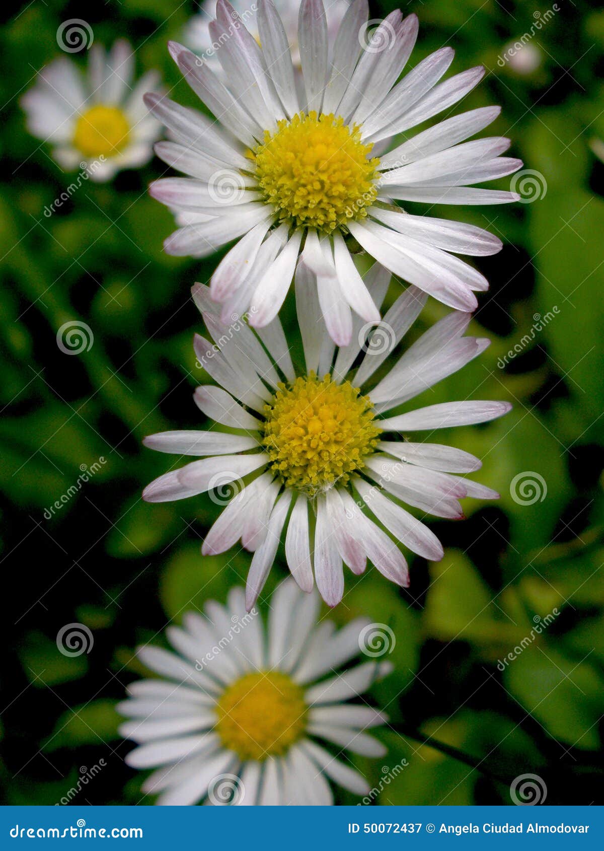 Daisy IV stock image. Image of white, delicate, rosettes - 50072437