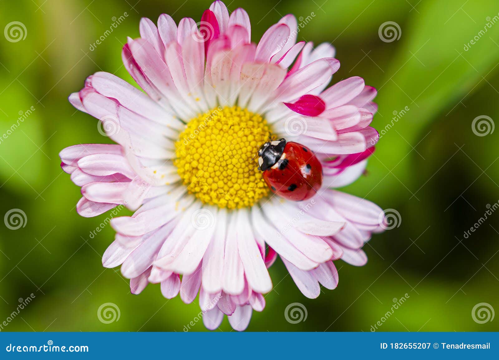 Daisy and Ladybug stock image. Image of meadow, insect - 182655207