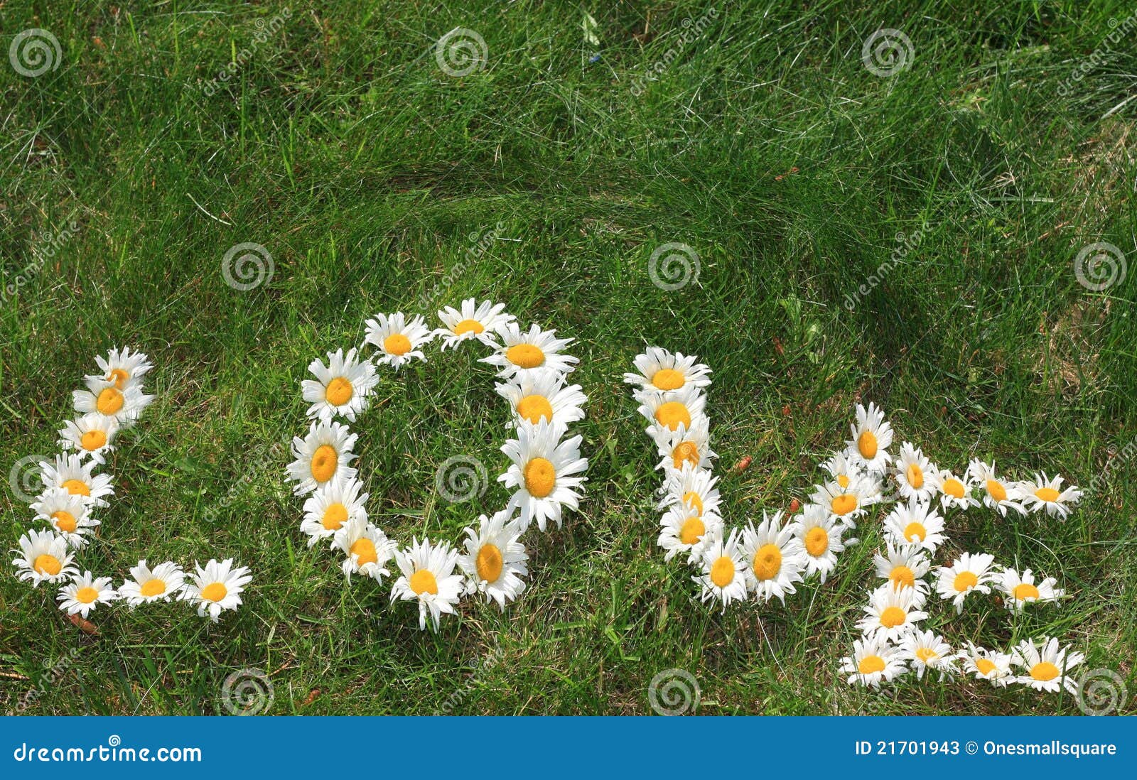 Daisy Love stock image. Image of harmony, message, romantic - 21701943