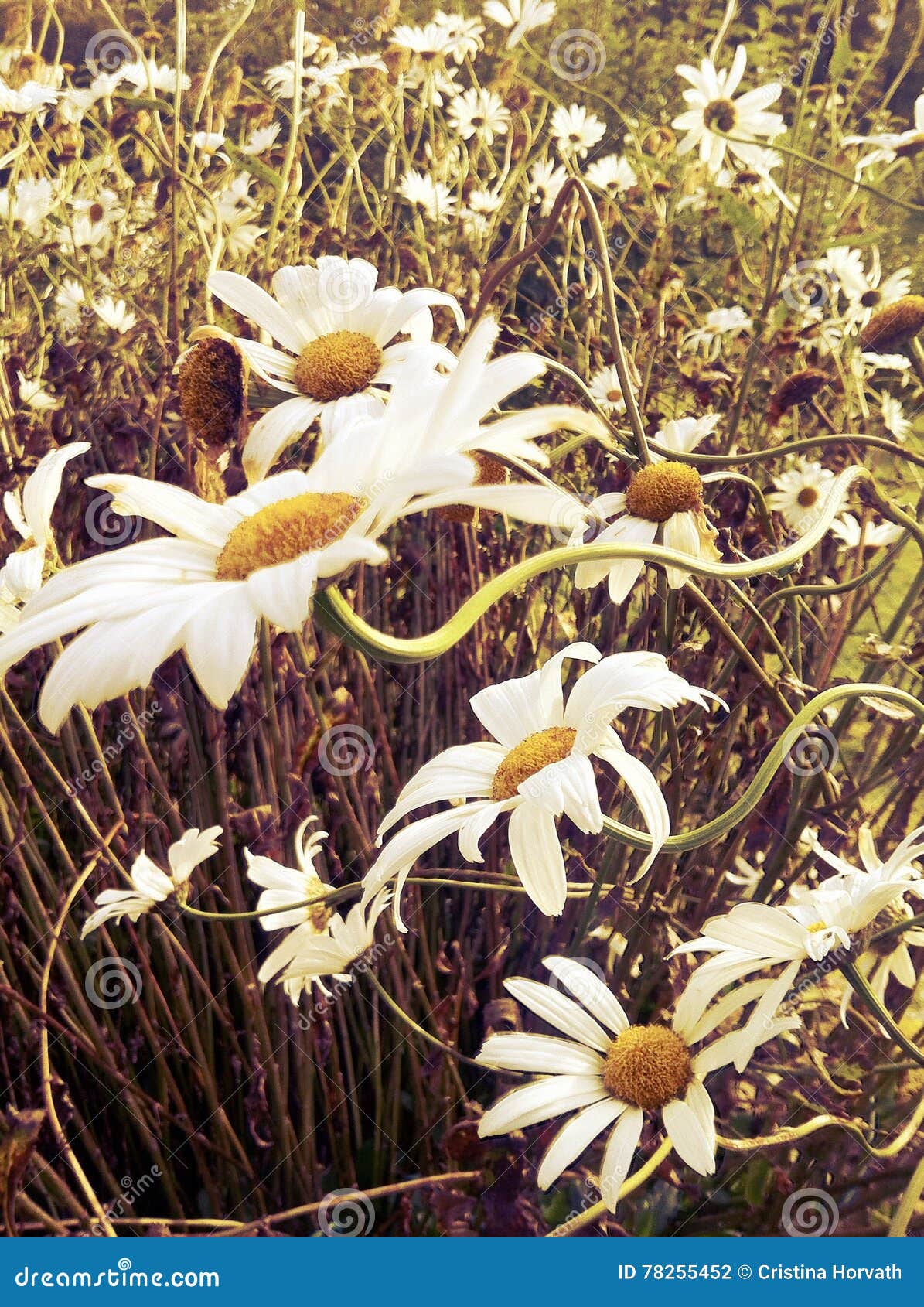 Daisy Love stock photo. Image of pretty, flowers, daisies - 78255452