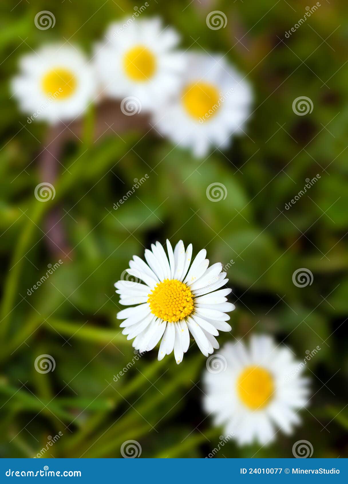 Daisy macro stock image. Image of nature, flower, garden - 24010077
