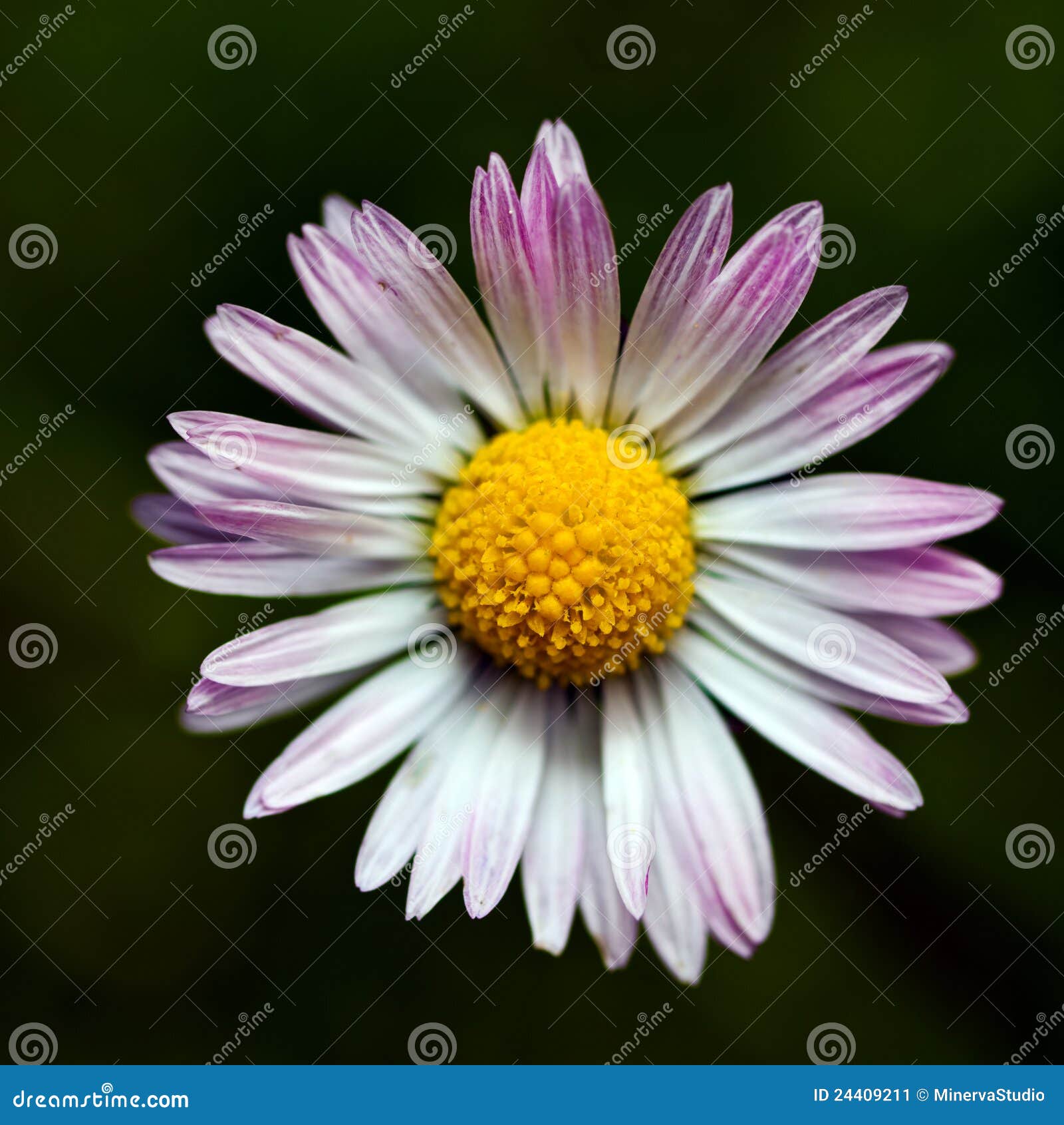 Daisy macro stock image. Image of green, chamomile, flower - 24409211