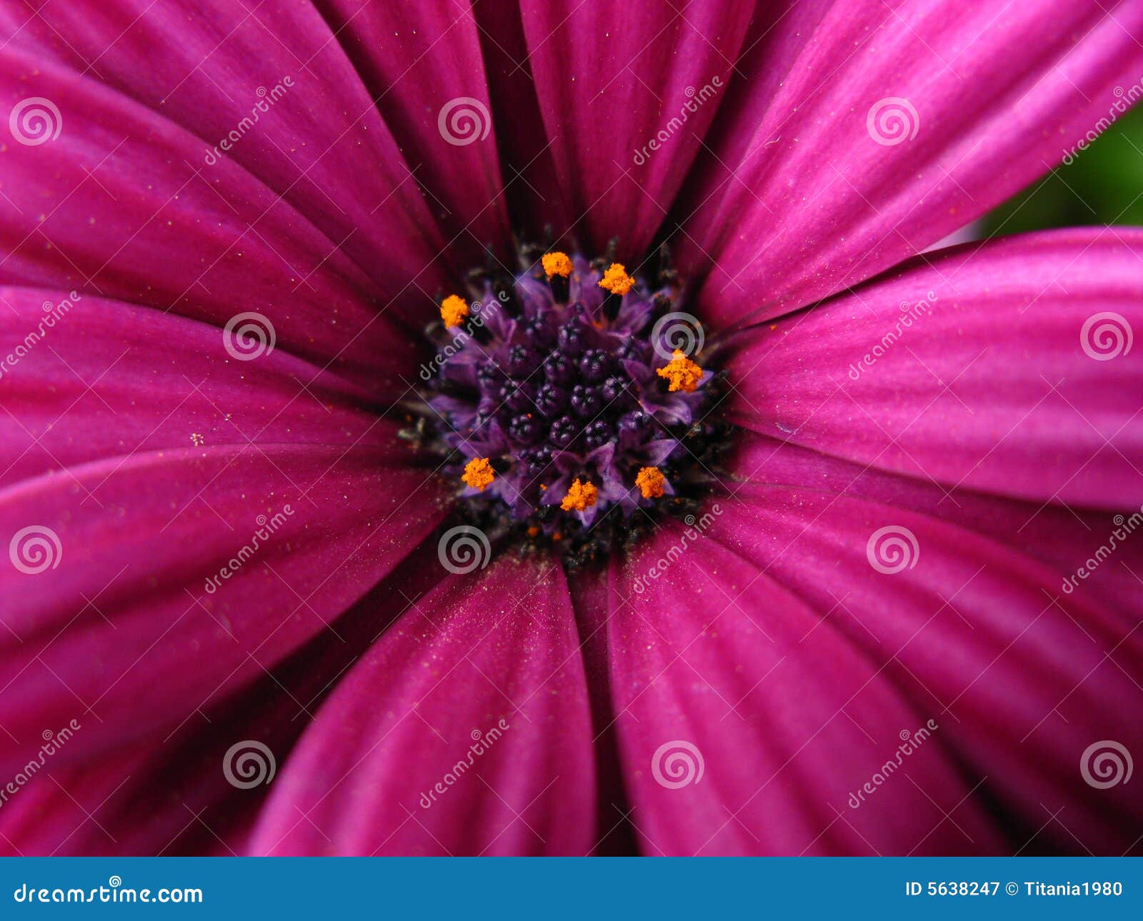 Daisy macro stock image. Image of macro, season, violet - 5638247