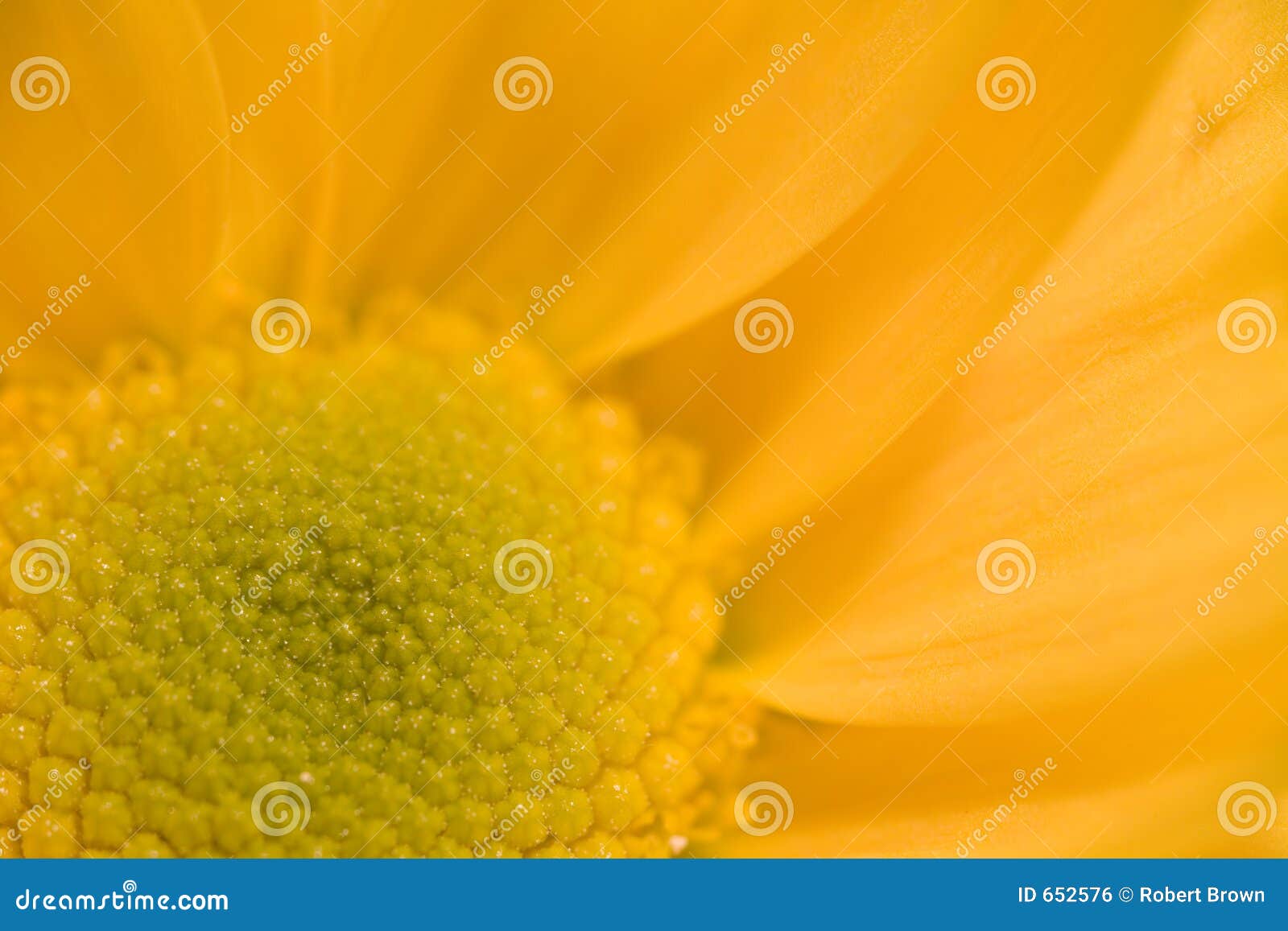 Daisy Macro stock photo. Image of season, daisy, warm, seeds - 652576