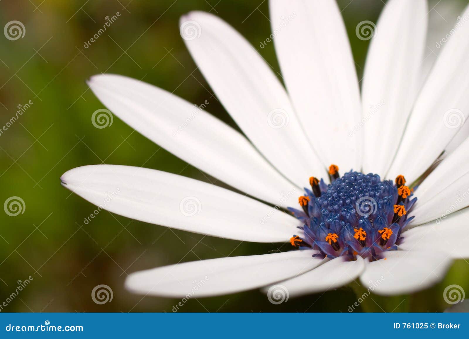 Daisy Macro, Focus on Raindrops Stock Image - Image of peaceful, spring ...