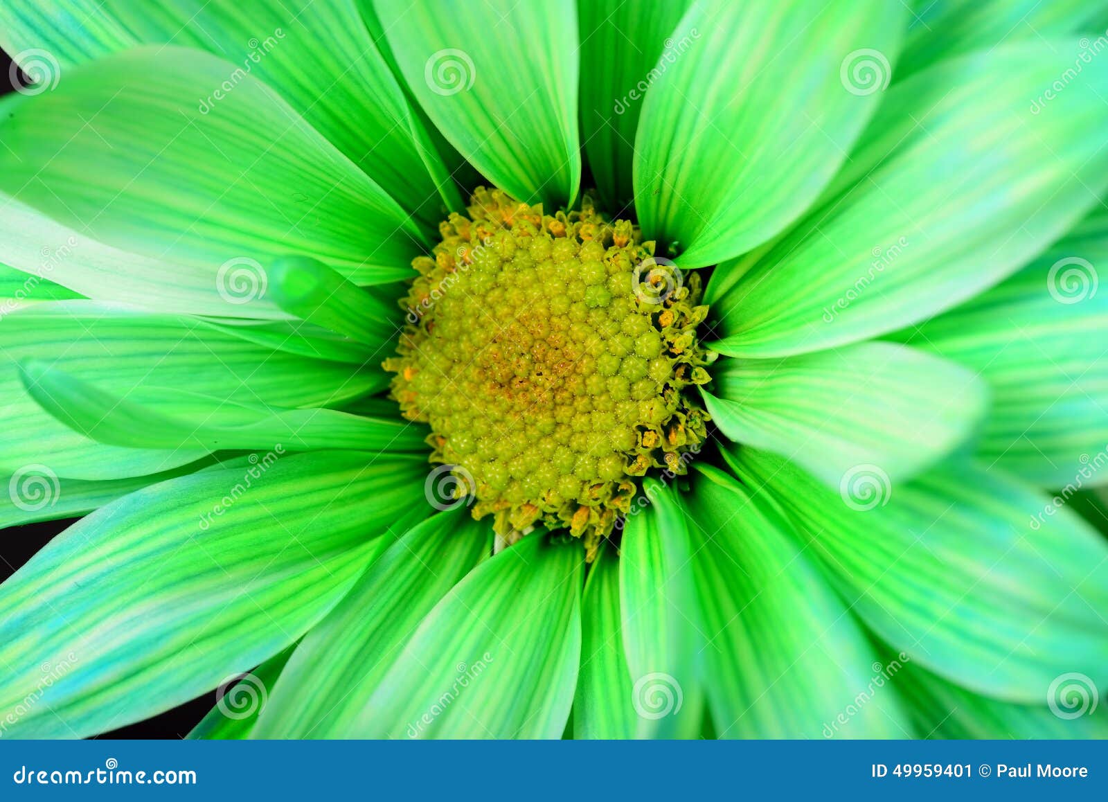 Daisy Macro stock image. Image of marriage, growth, floral - 49959401