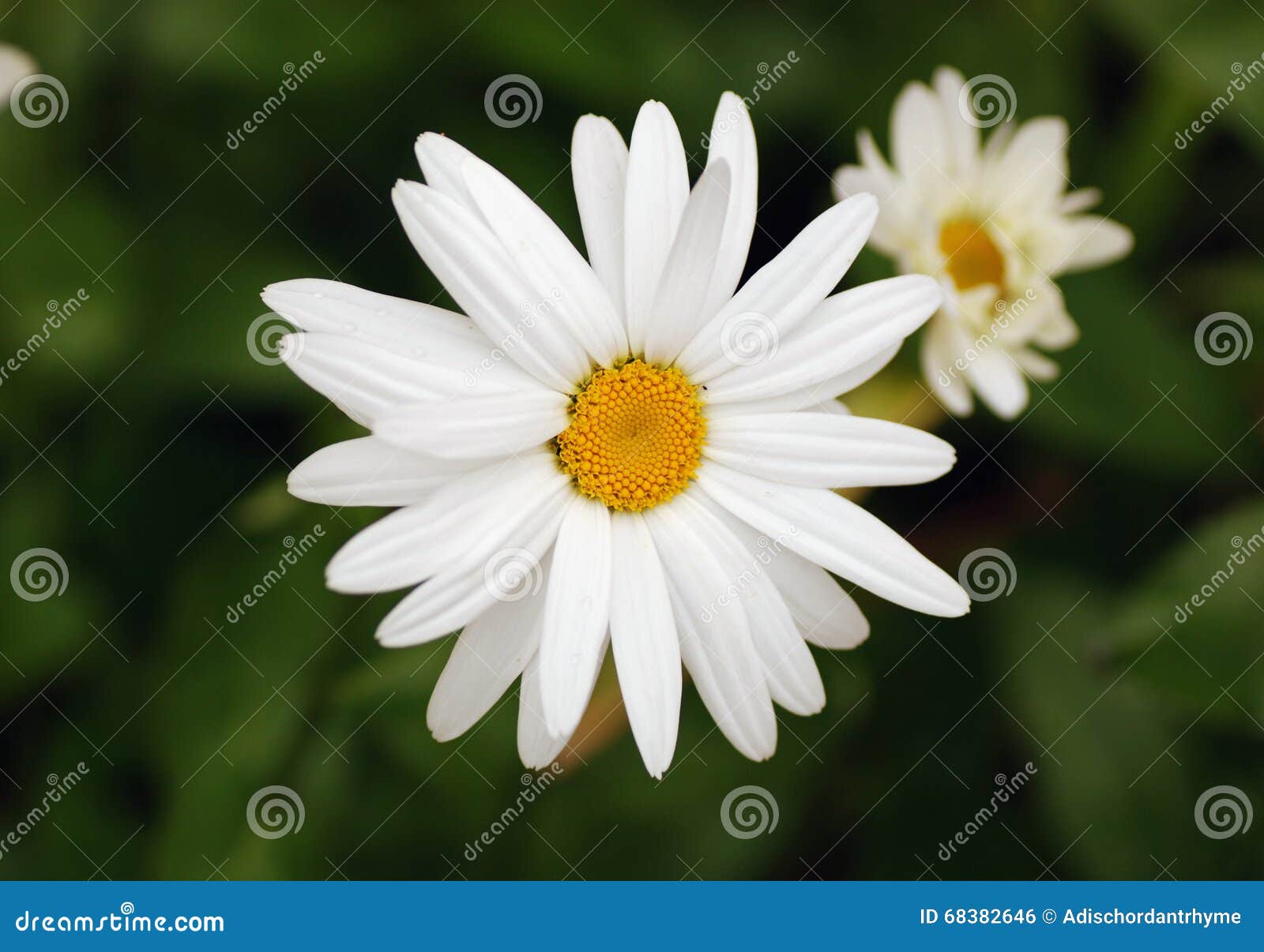 Daisy macro stock photo. Image of macro, scottish, white - 68382646
