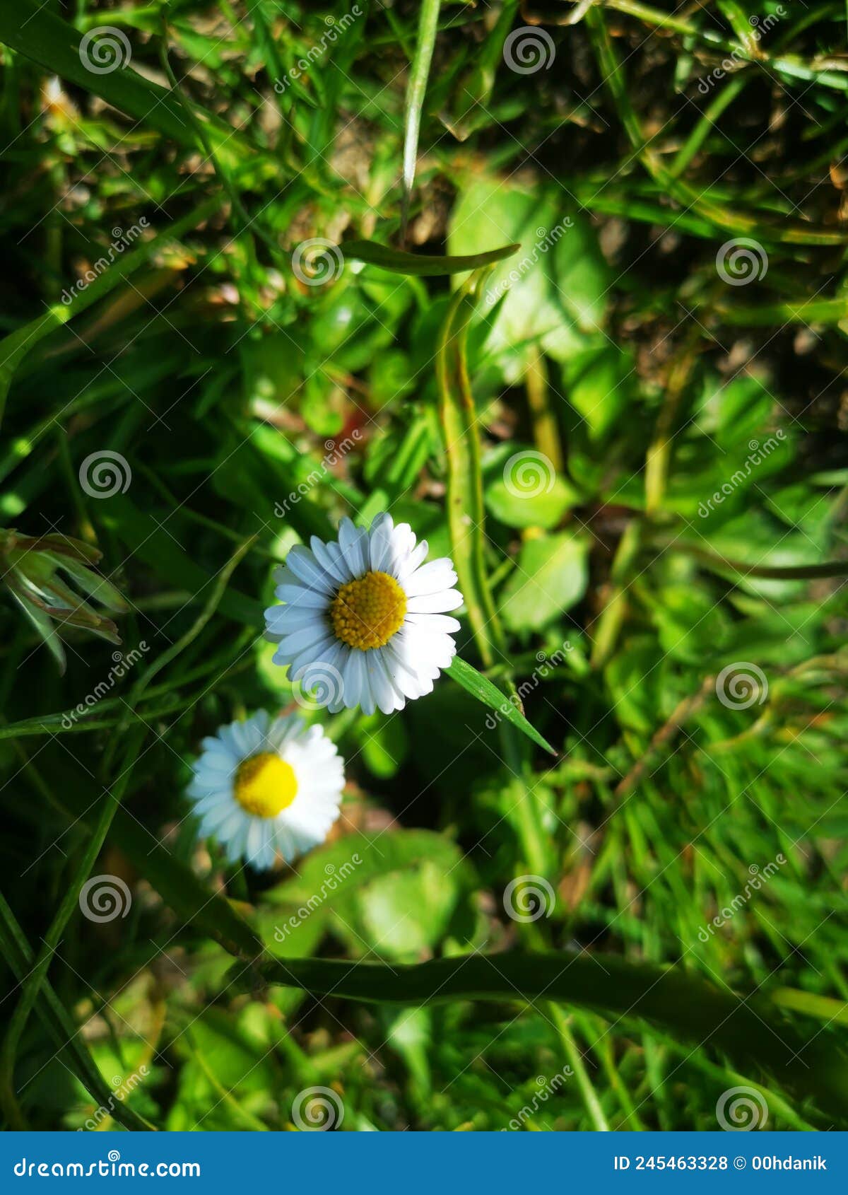 Daisy macro photo shoot stock photo. Image of petal - 245463328