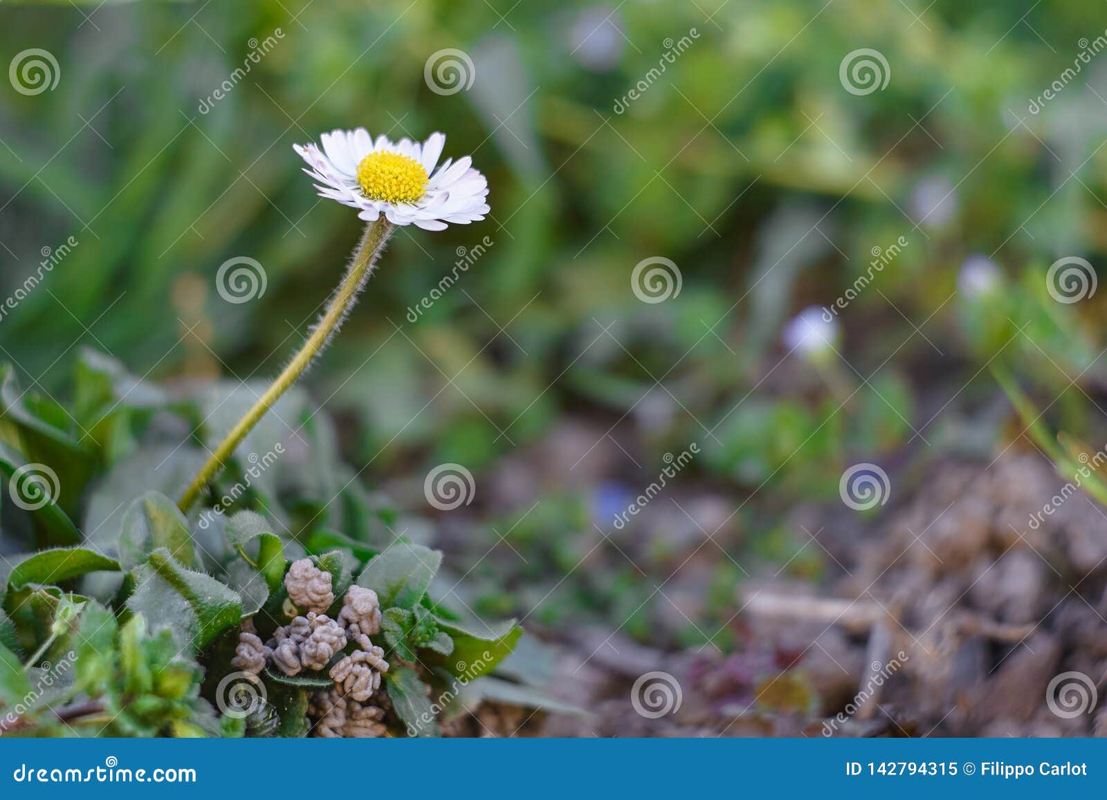 The Daisy that Marks the Beginning of Spring Stock Image - Image of ...