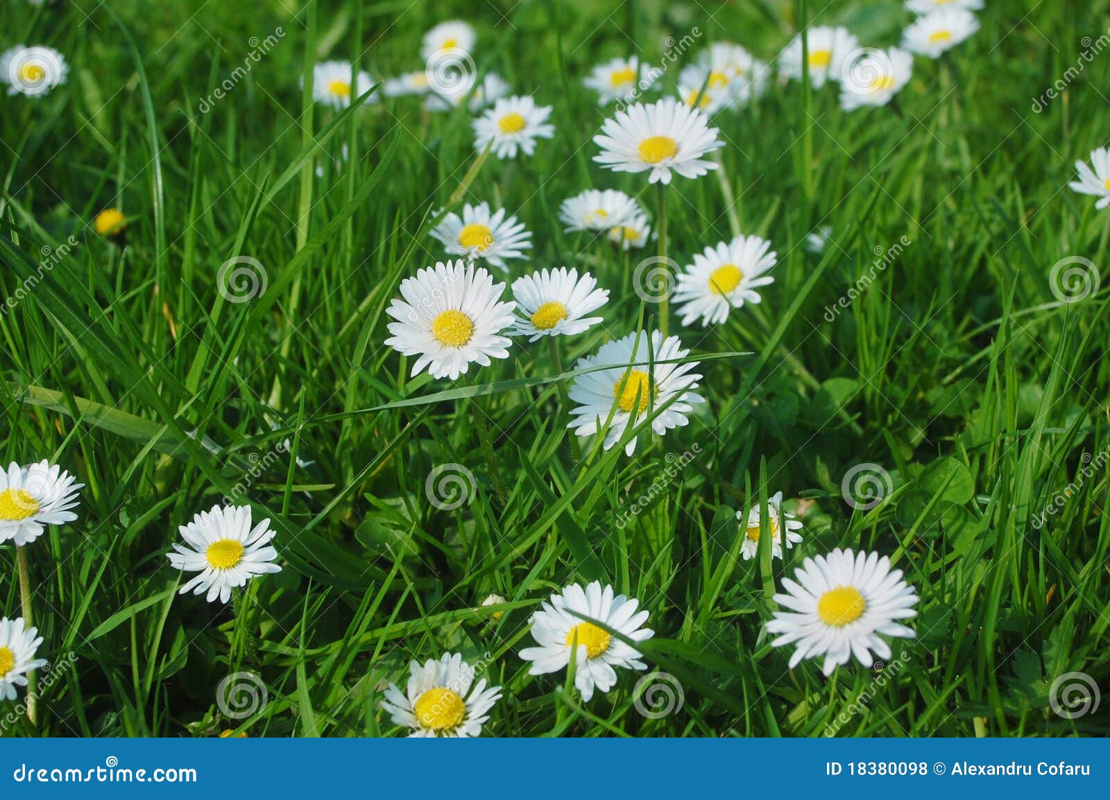Daisy meadow stock photo. Image of grassland, natural - 18380098