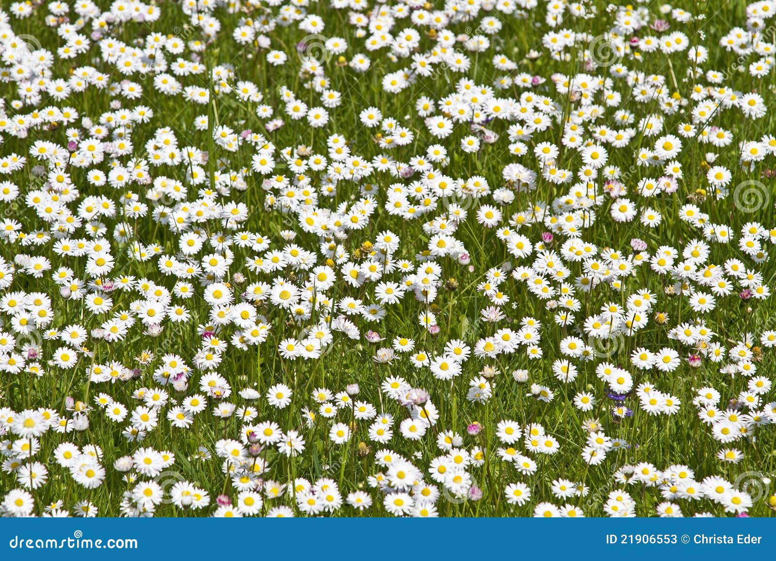 Daisy meadow stock image. Image of flowers, organic, white - 21906553