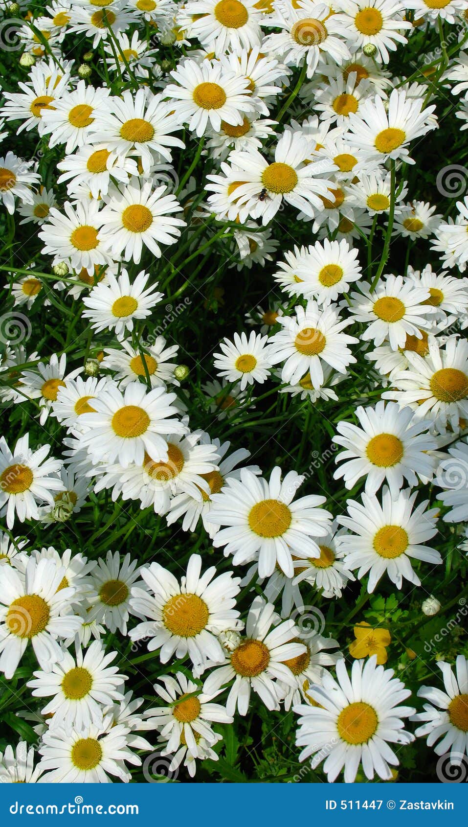 Daisy meadow stock image. Image of green, farm, growth - 511447