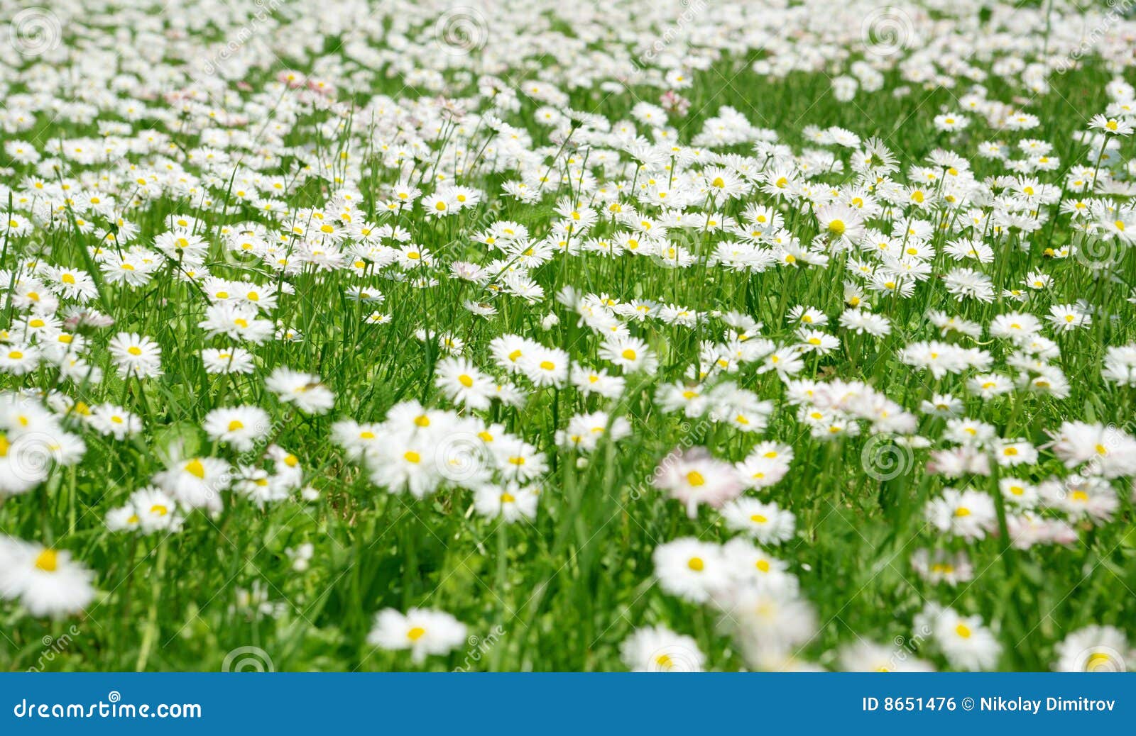 Daisy meadow stock photo. Image of texture, field, herb - 8651476