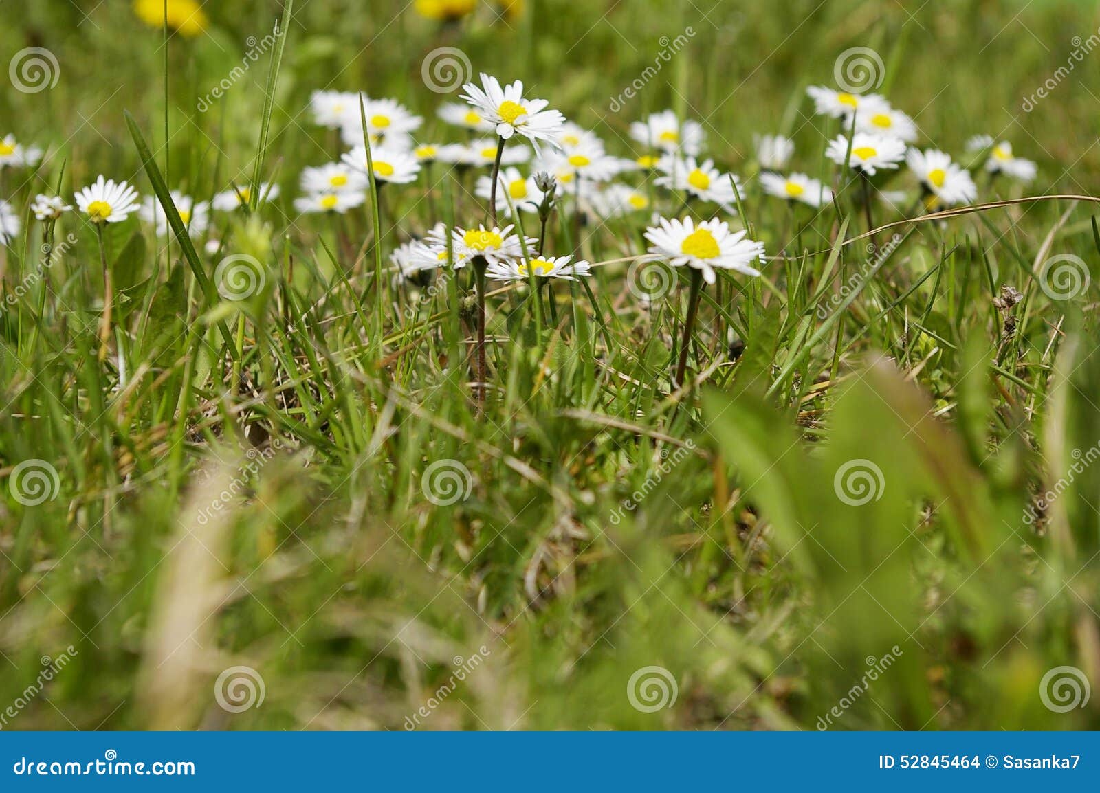 Daisy meadow stock photo. Image of grass, blossom, close - 52845464
