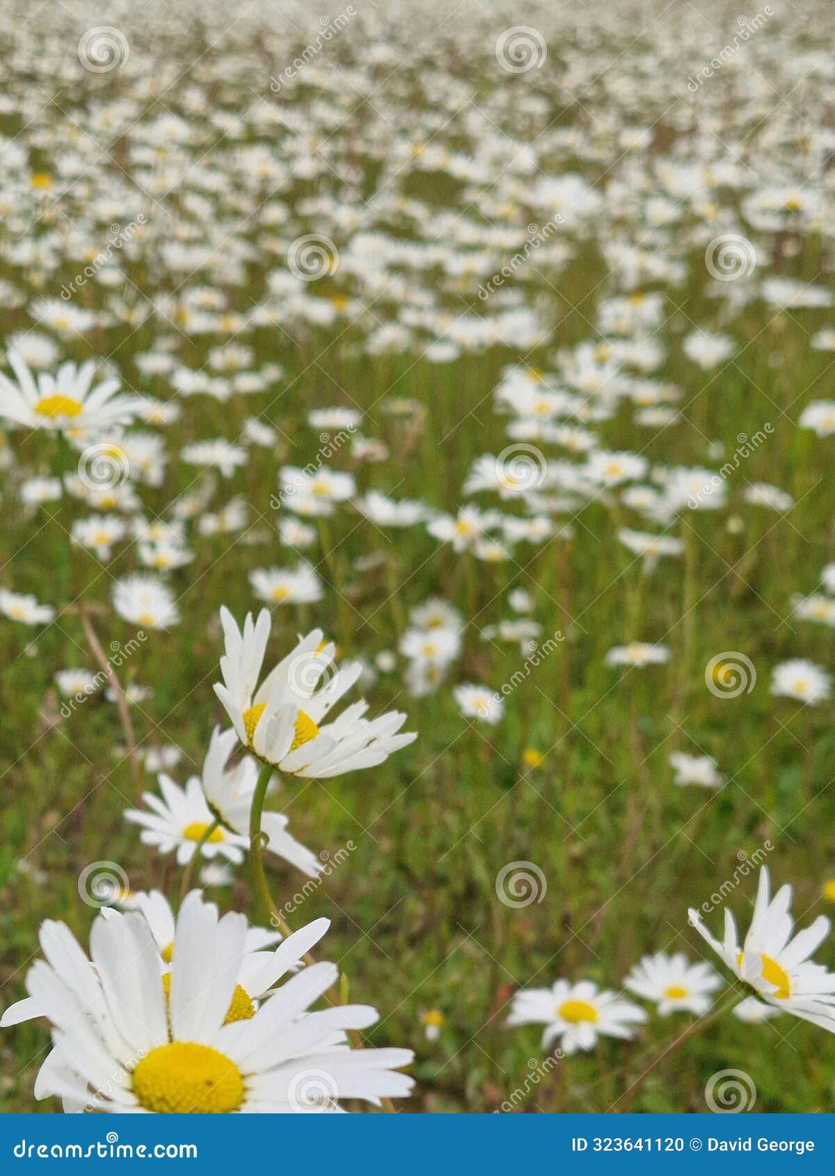 Daisy Meadow, Flowers Facing into the Stock Photo - Image of beauty ...