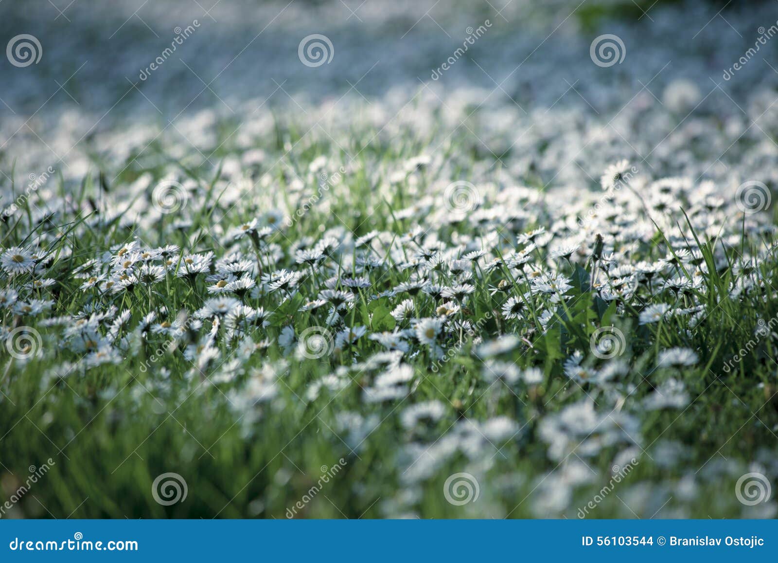 Daisy meadow stock photo. Image of wild, summer, flower - 56103544