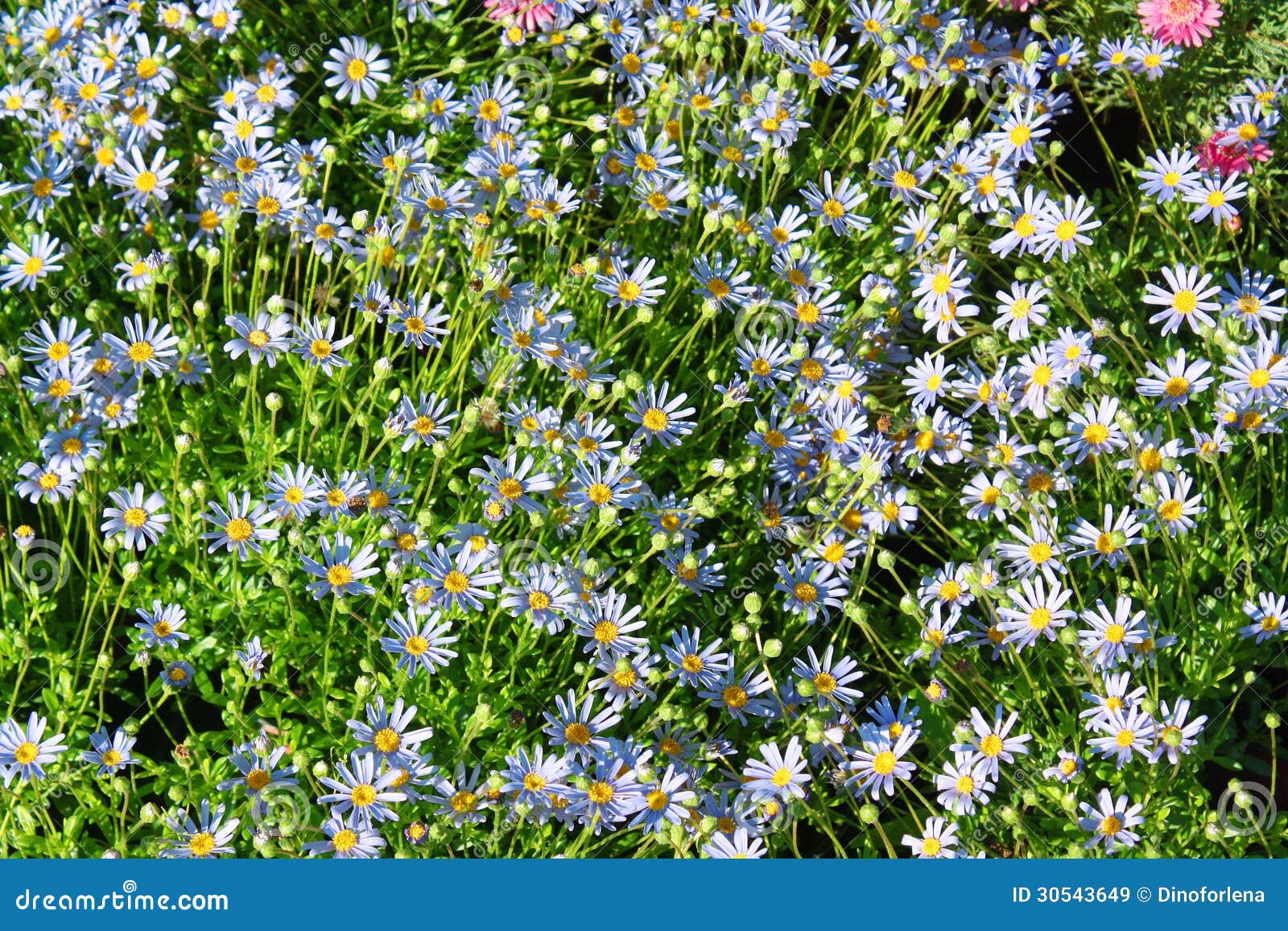 Daisy meadow stock image. Image of group, beauty, grief - 30543649