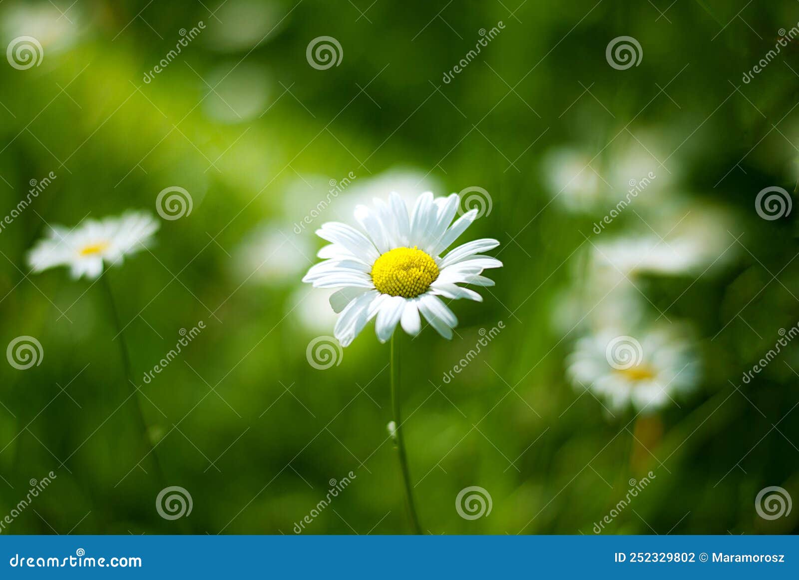 Daisy in the Middle of the Field in the Sunset Stock Photo - Image of ...