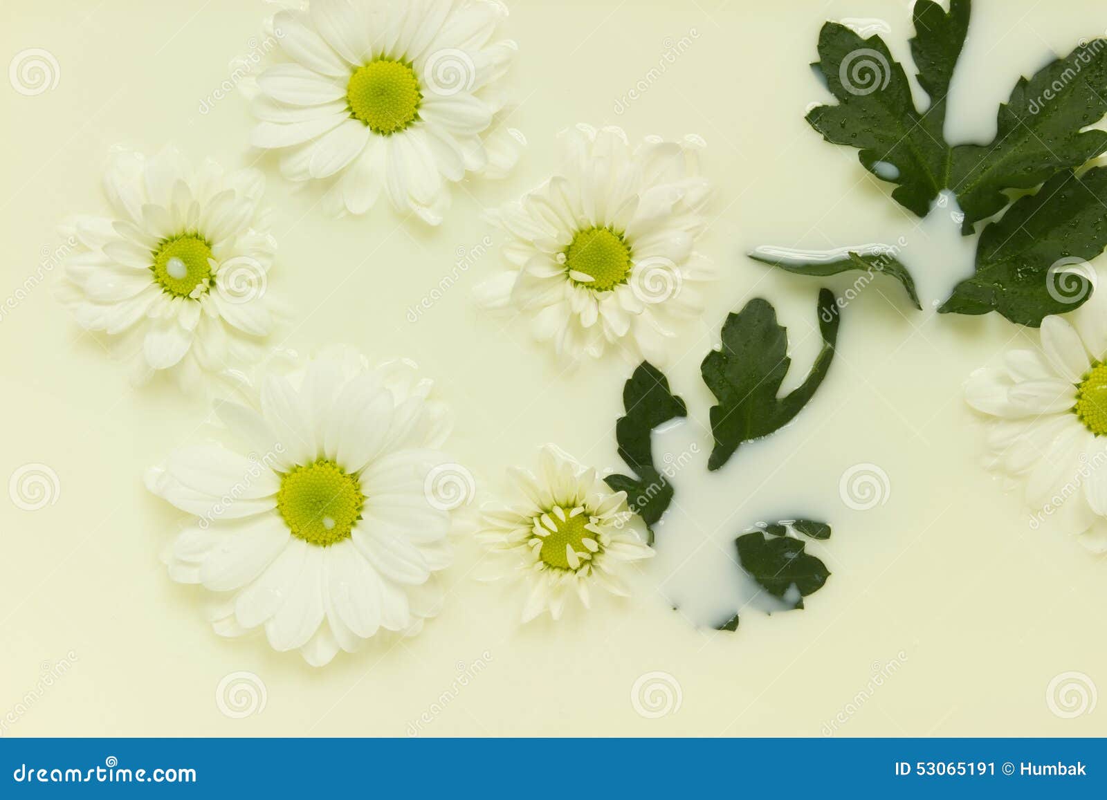 Daisy in milk stock image. Image of decorative, card - 53065191