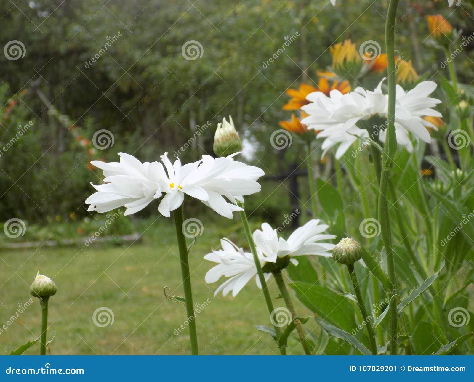 Daisy on the mountain sun stock image. Image of deisy - 107029201