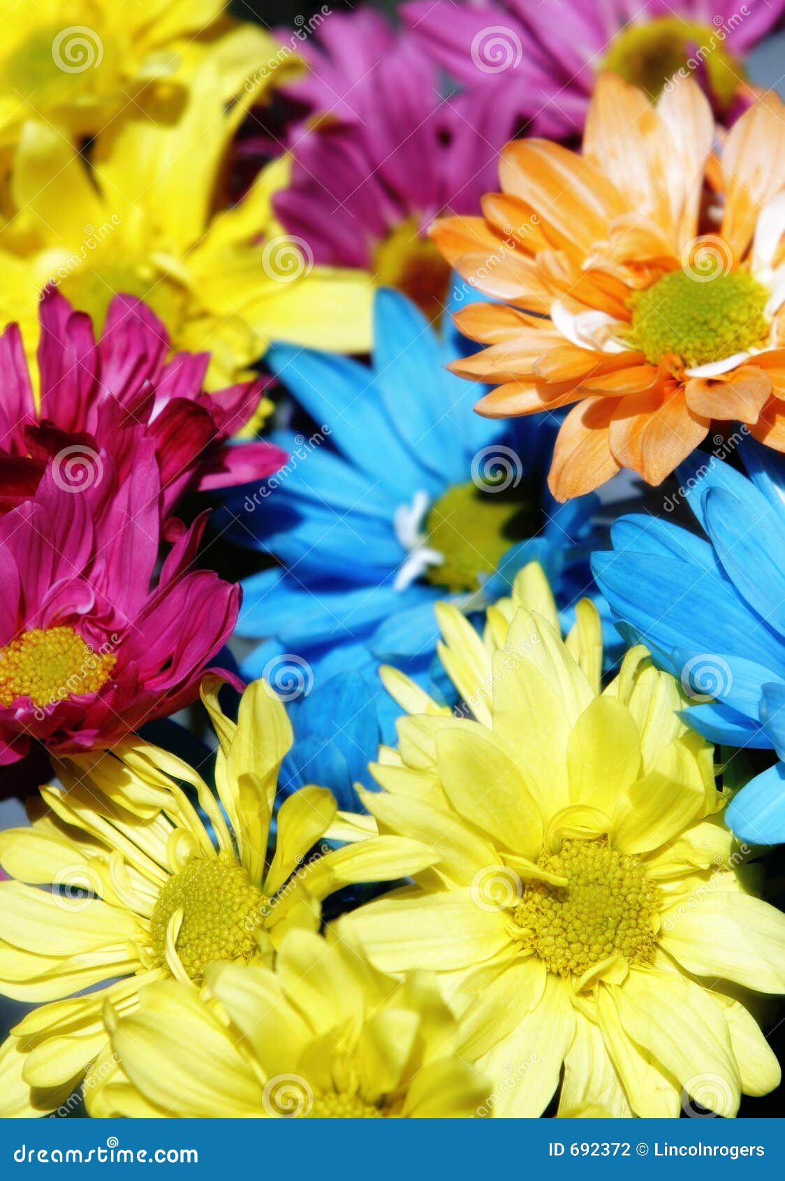 Daisy Multicolor Background #2 Stock Photo - Image of fragile, desktop ...