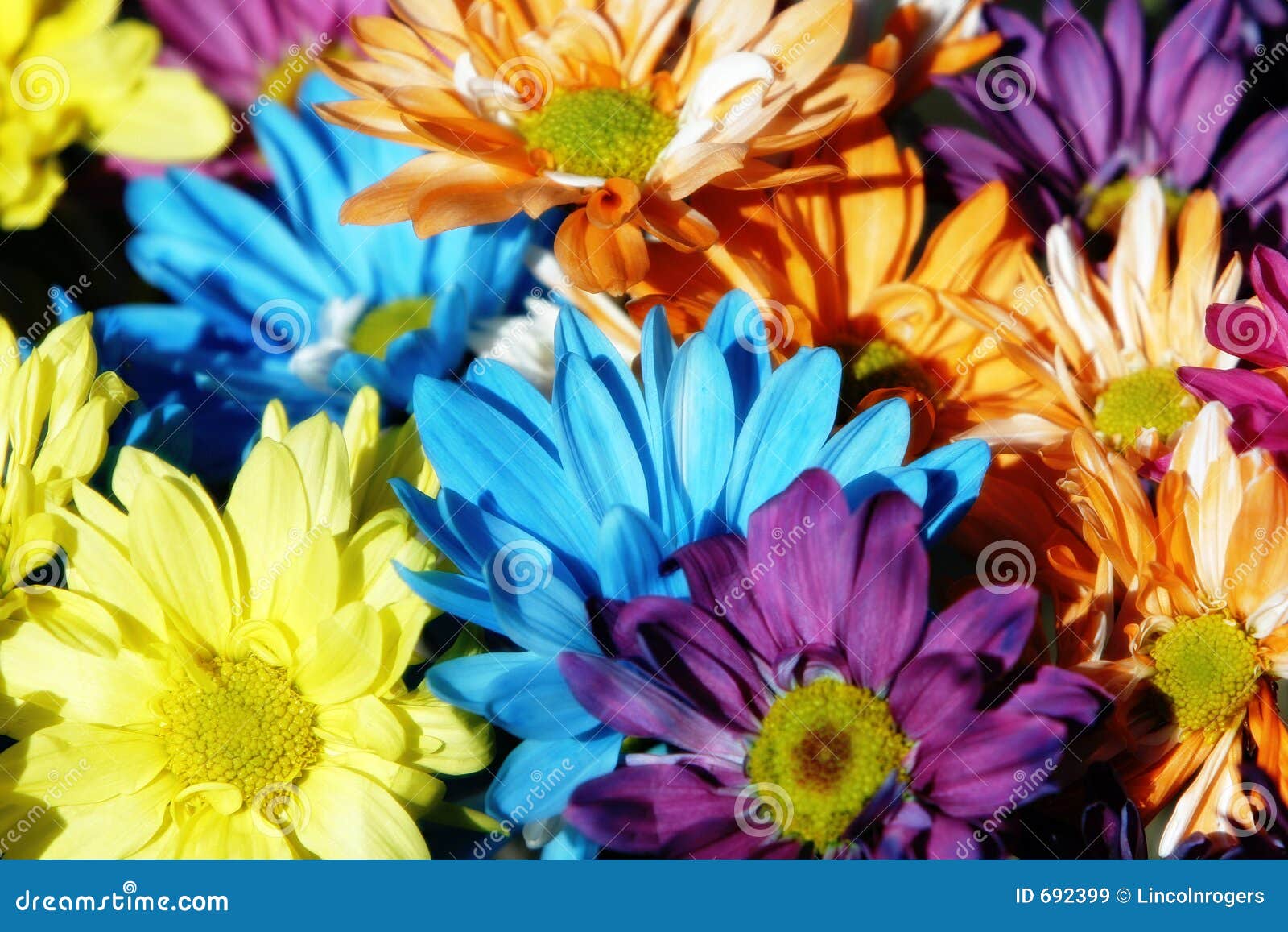 Daisy Multicolor Background Stock Image - Image of natural, delicate ...