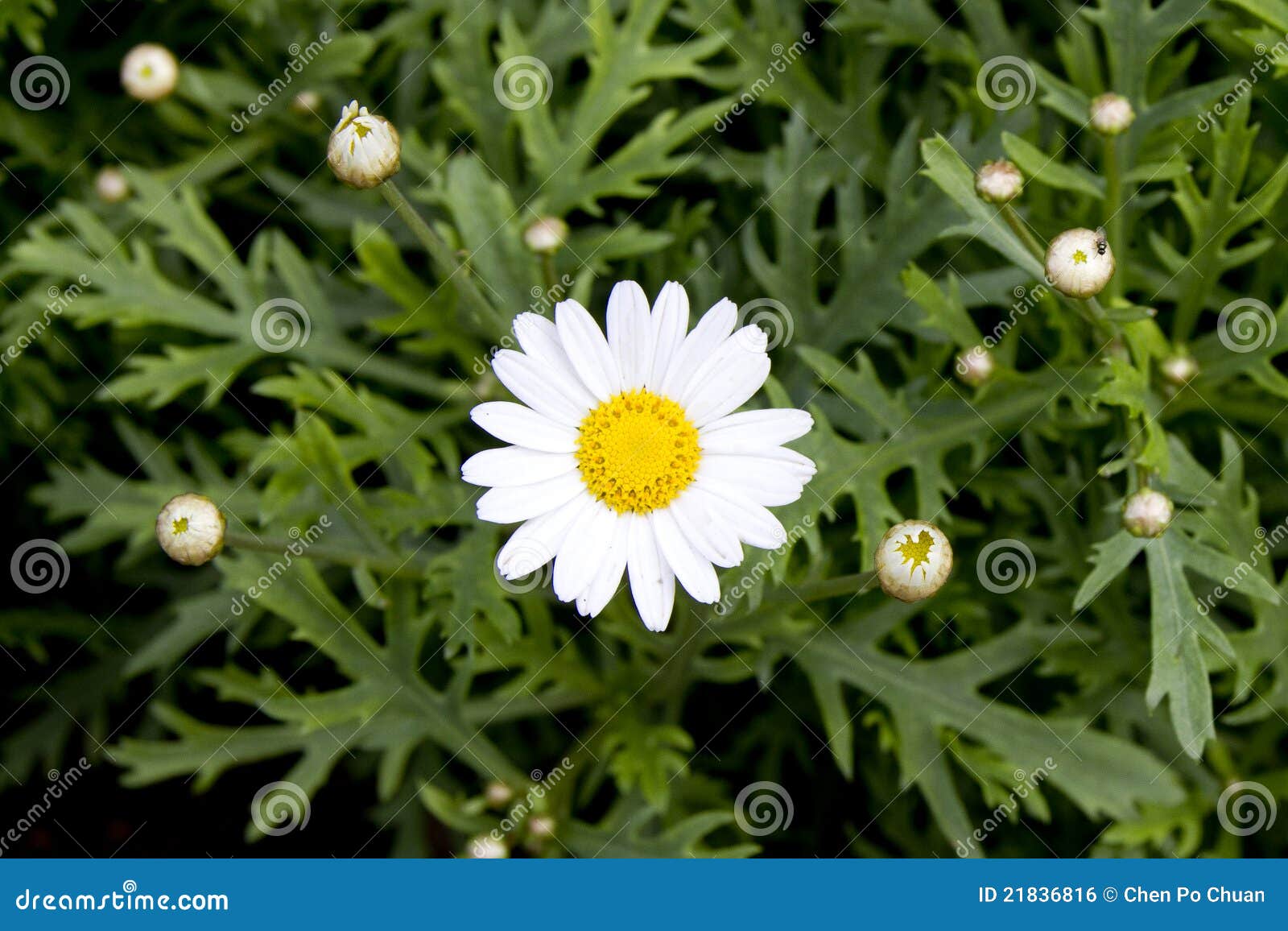 Daisy in nature stock photo. Image of yellow, daisy, stamen - 21836816