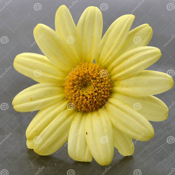 Daisy on Neutral Background Stock Photo - Image of flourish, pollen ...