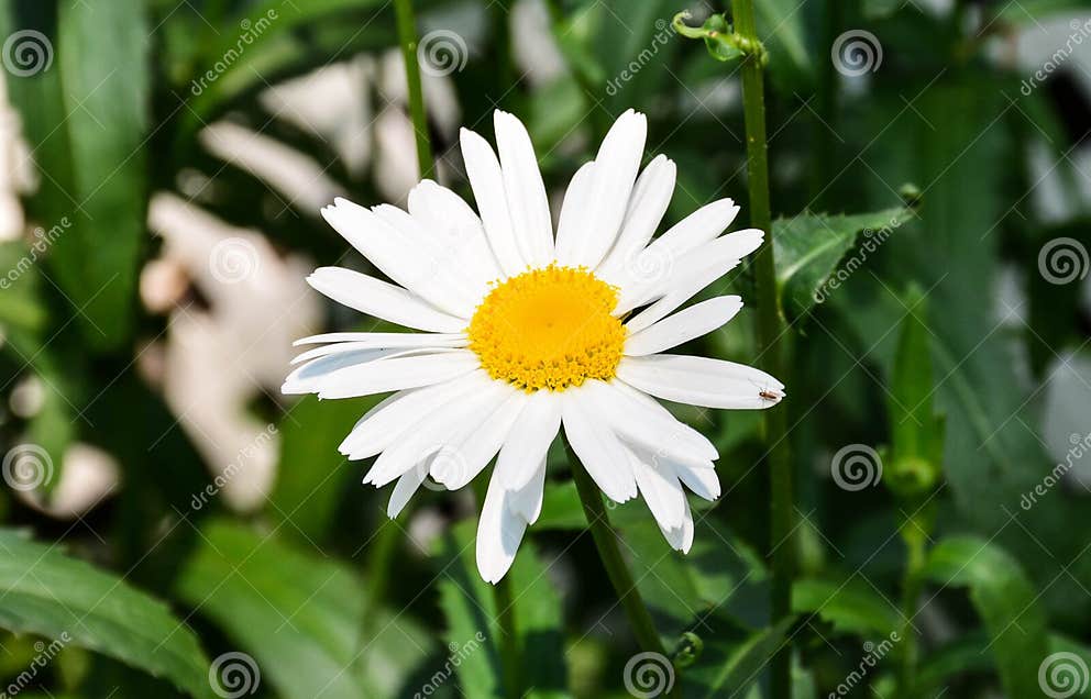 Daisy-2 stock photo. Image of nature, bright, generic - 56786562