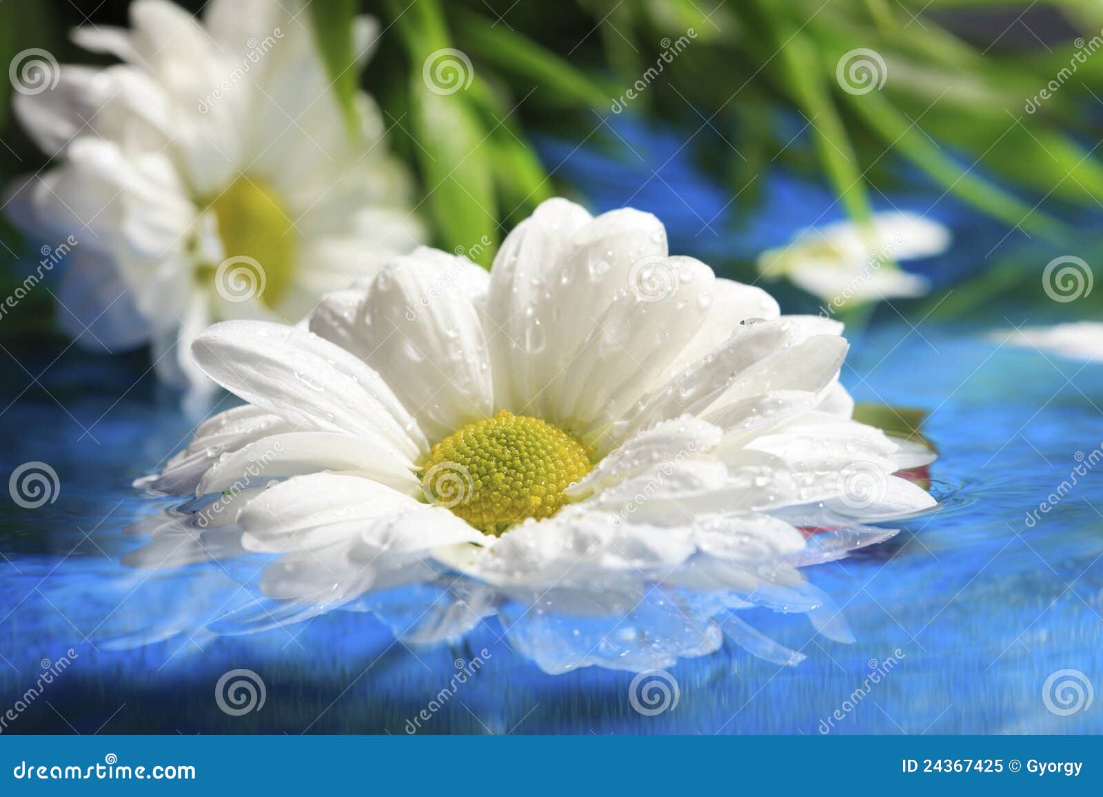 Daisy over the water stock image. Image of single, flower - 24367425