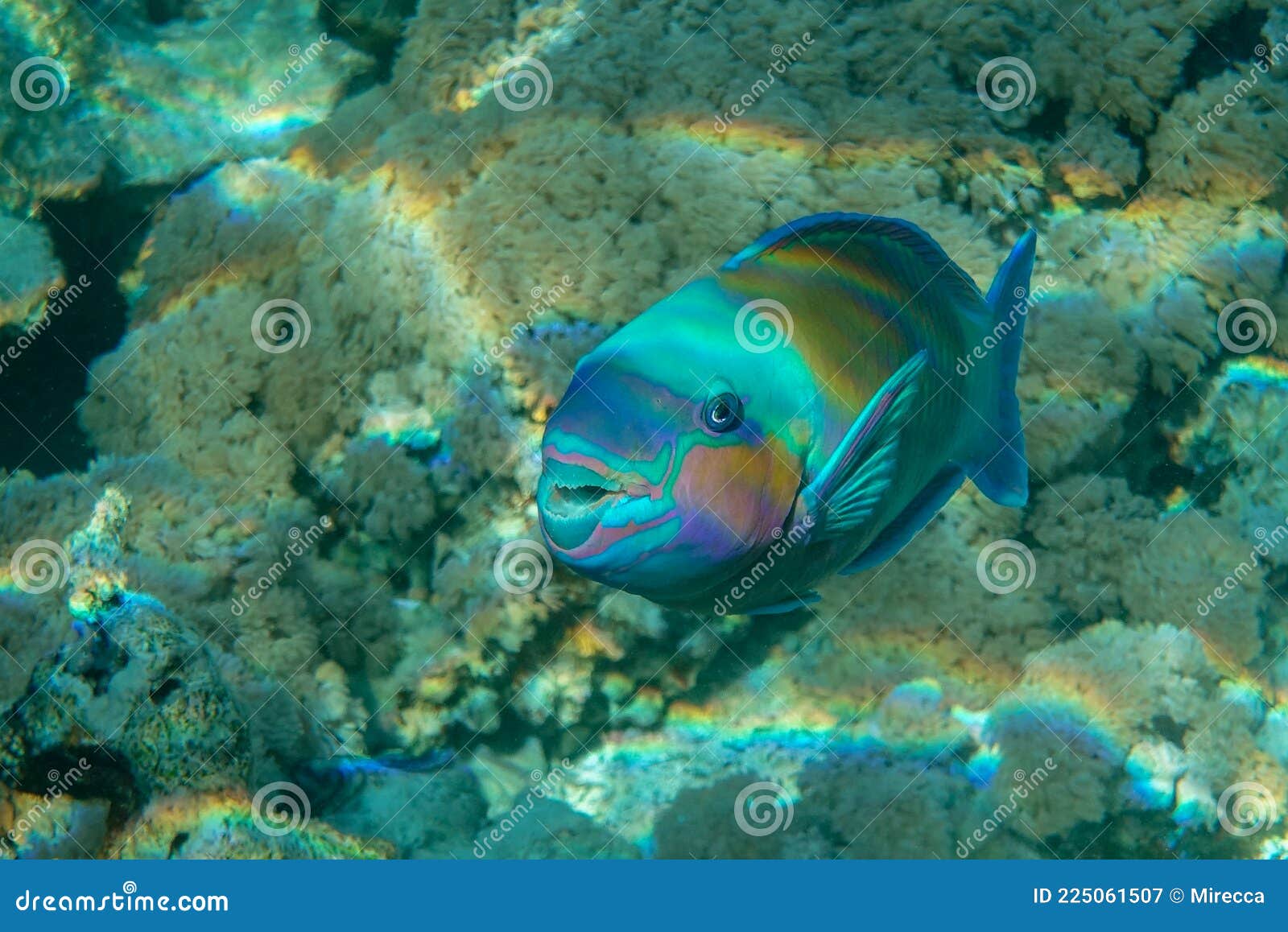 Daisy Parrotfish Clorurus Sordidus Mar Rojo Imagen de archivo - Imagen ...
