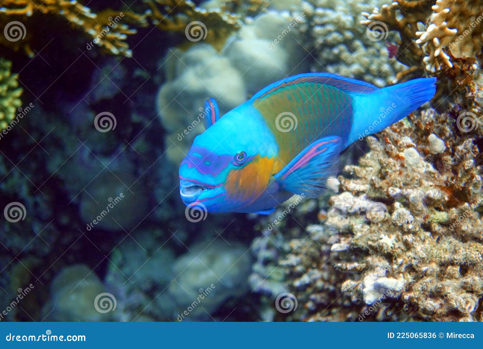 Daisy Parrotfish Clorurus Sordidus Mar Rojo Foto de archivo - Imagen de ...