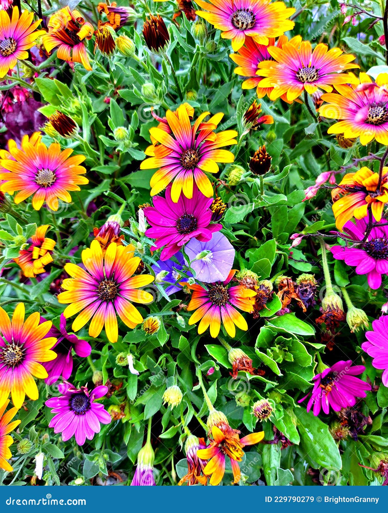 Daisy patch stock image. Image of vivid, asteraceae - 229790279